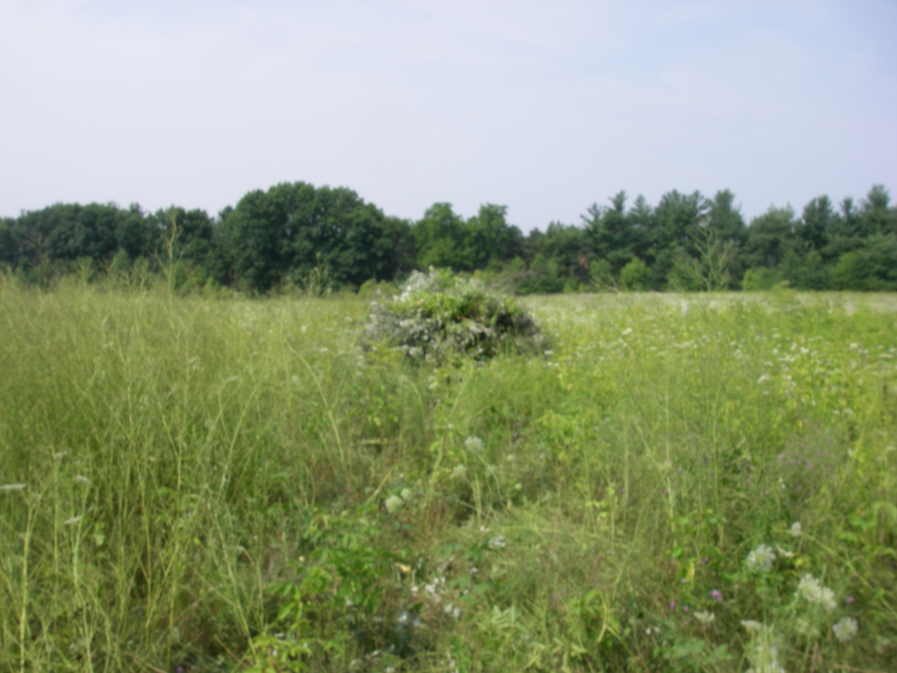 Prairie Restoration, Part 1: Preparing the Site | Natural Areas Notebook