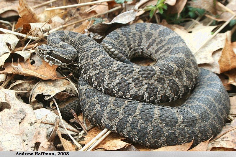 Natural Areas Stewardship Assists with Eastern Massasauga Rattlesnake ...