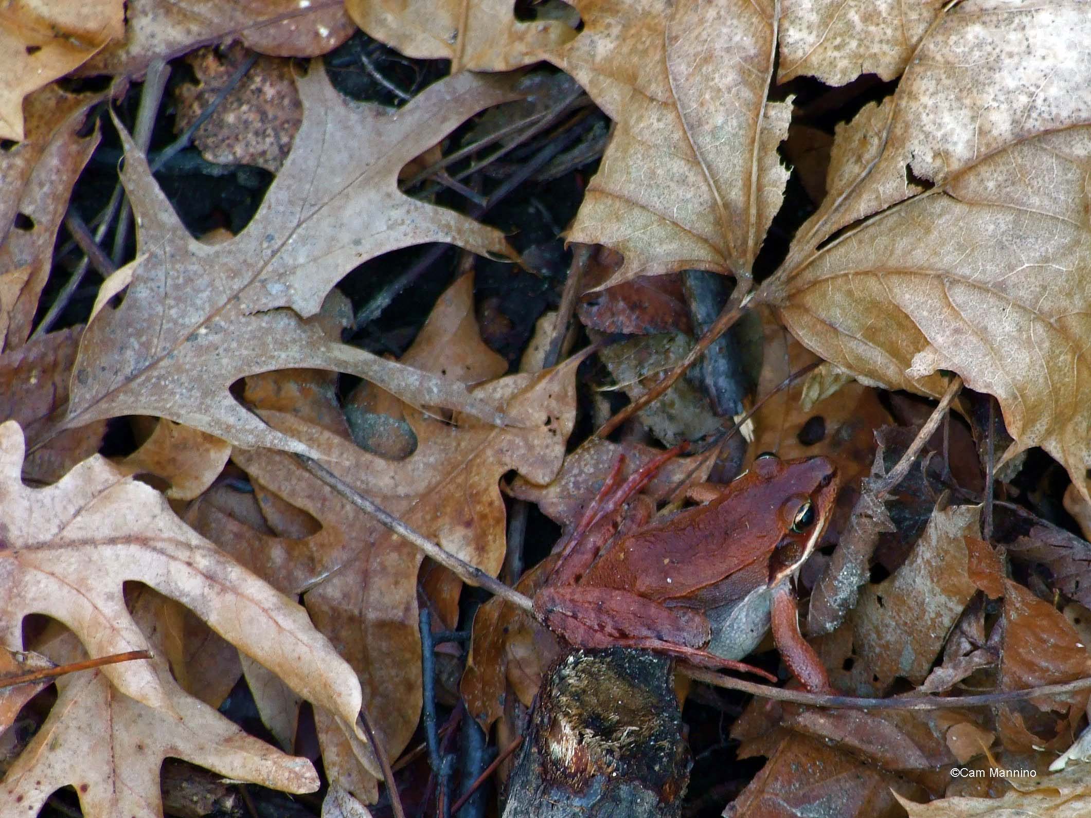 Geranium maculatum | Natural Areas Notebook