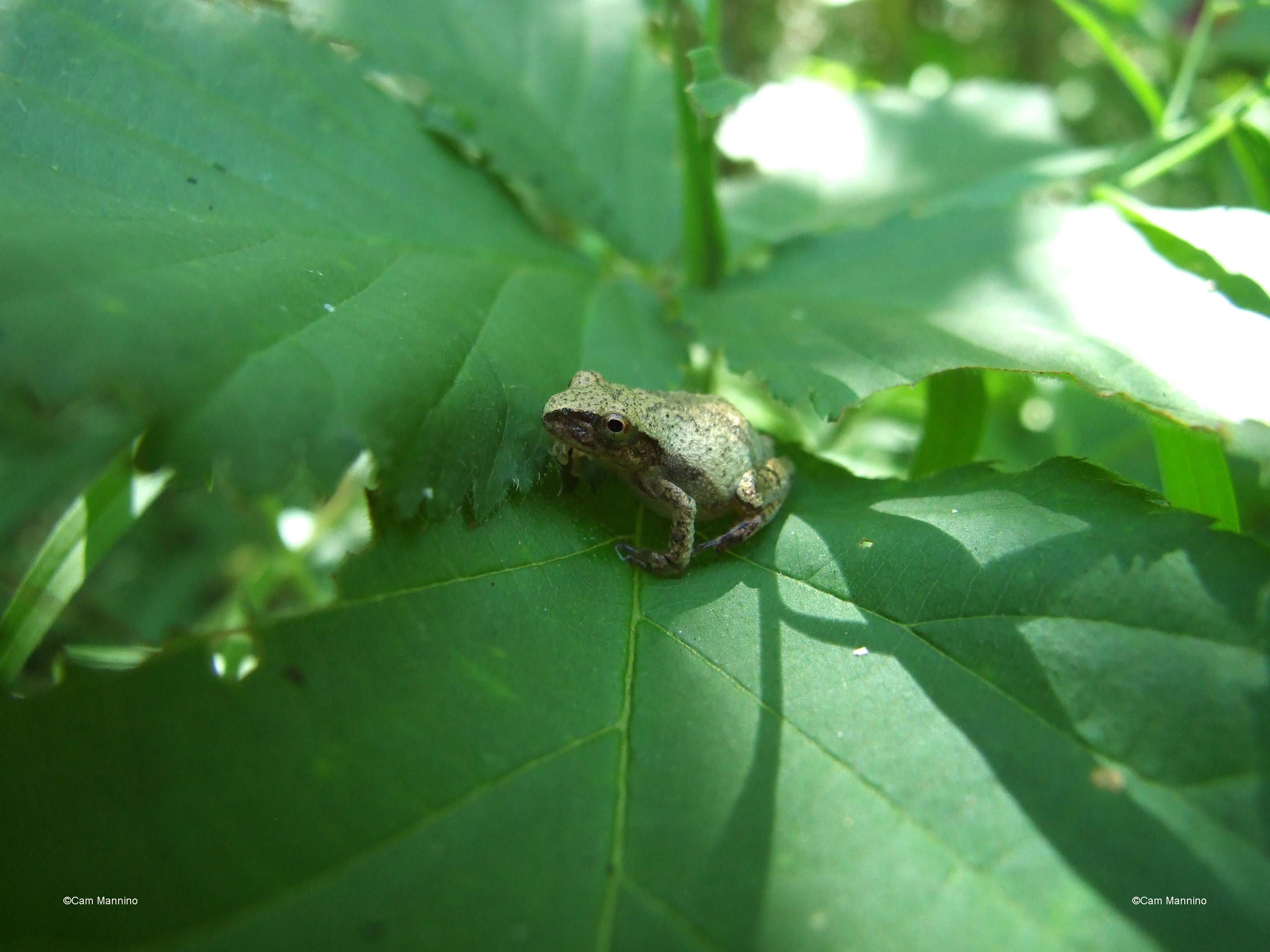 invasive plant species | Natural Areas Notebook