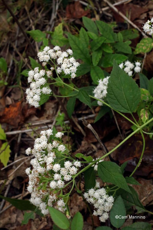 Native Plants: Turning My “Green Desert” Lawn into Humming, Fluttering ...
