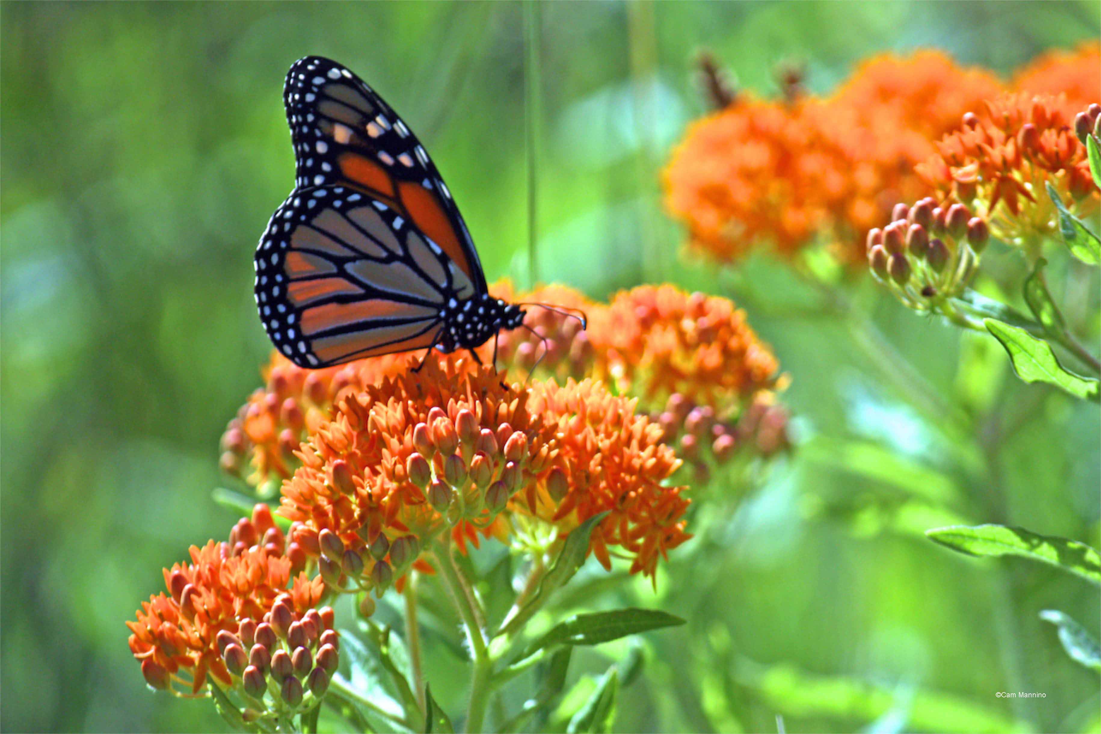 The Milkweed Connection: A “Welcome Home” for Our Superhero Monarchs ...