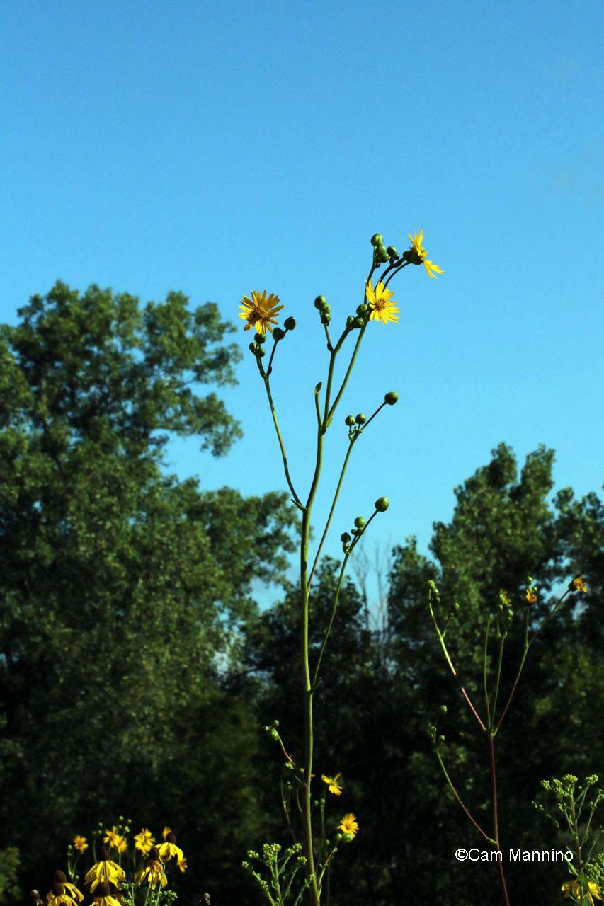 Prairie Dock | Natural Areas Notebook