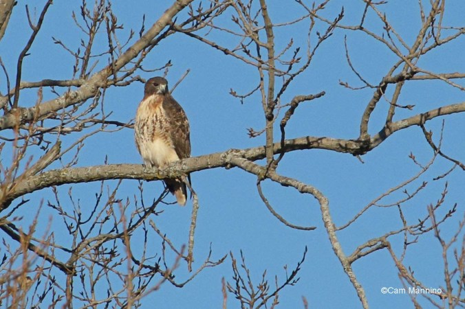 THIS WEEK AT BEAR CREEK: A Huge Hawk, a Rare Flock, and Birds Color the ...