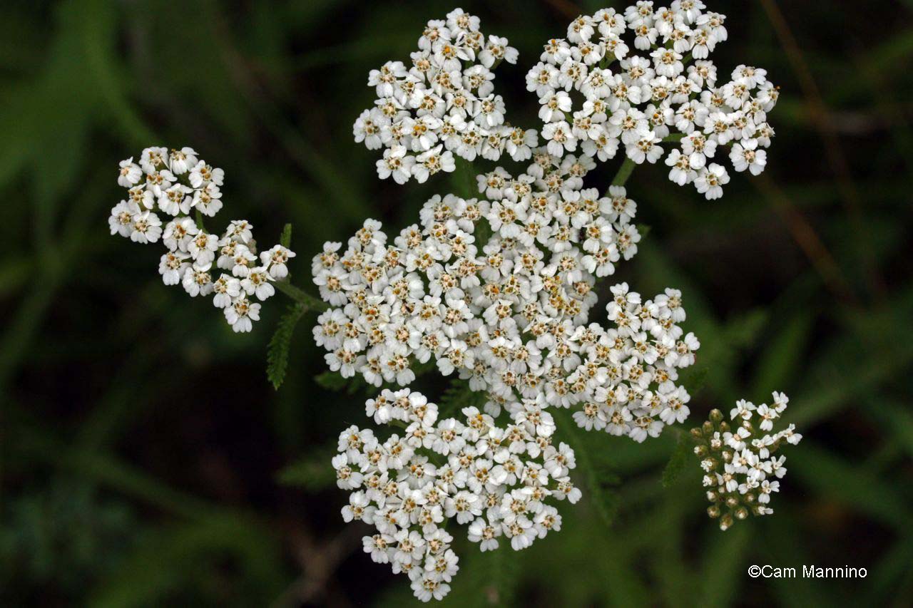 yarrow | Natural Areas Notebook