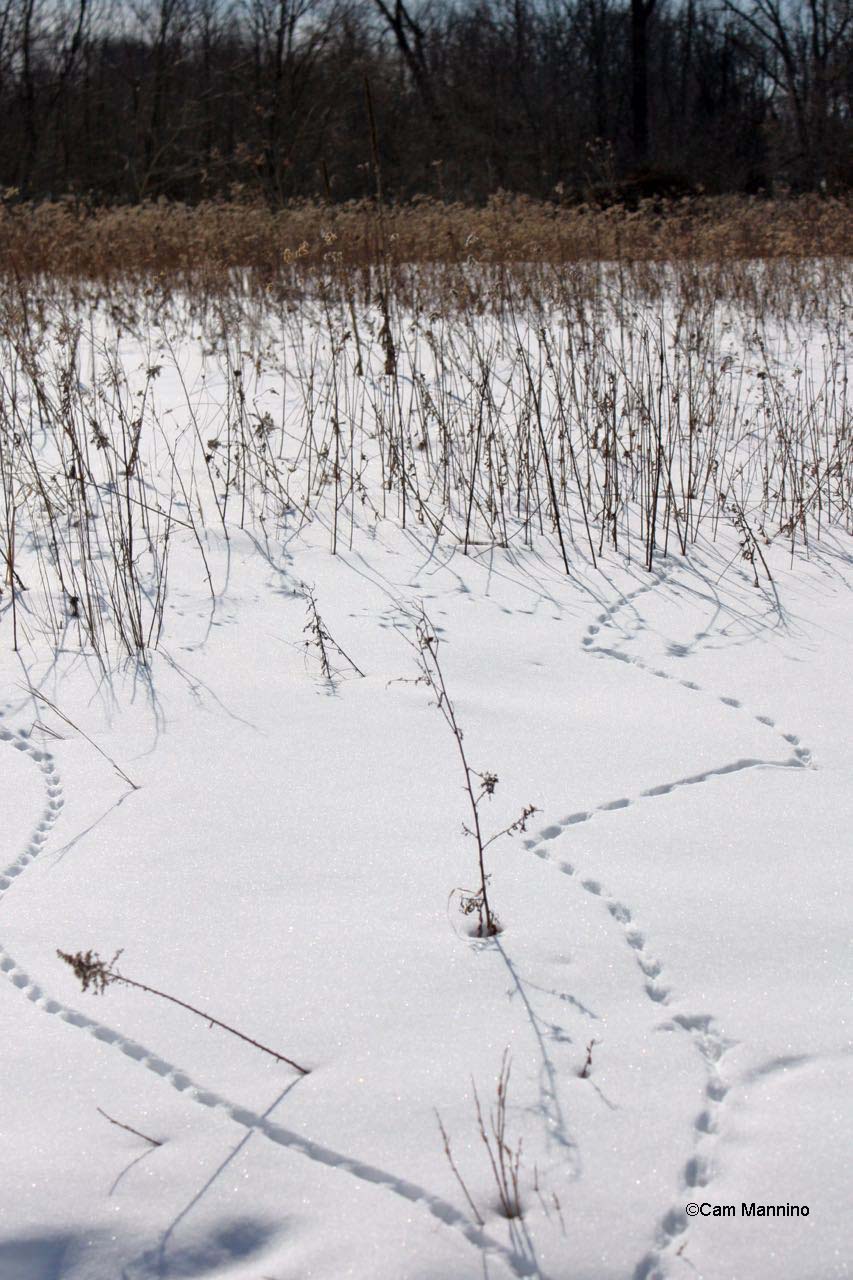 Mouse tracks? | Natural Areas Notebook