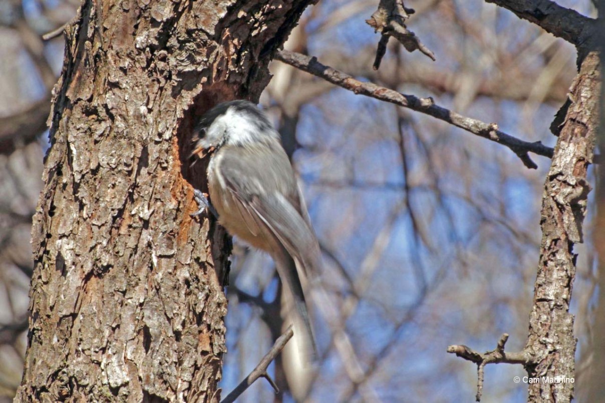 Native Plants: Turning My “Green Desert” Lawn into Humming, Fluttering ...