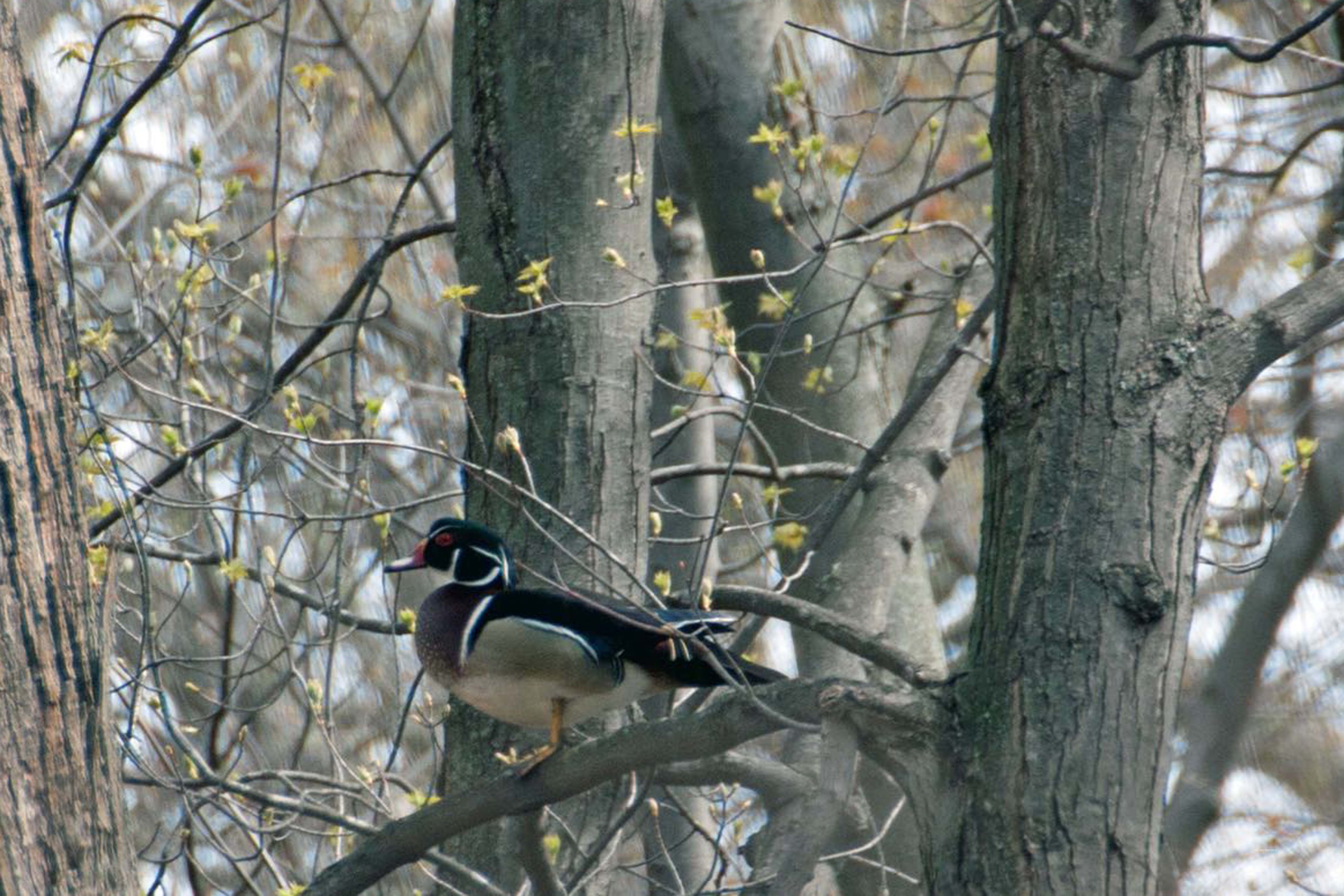 Male Wood Duck in Tree raw BC | Natural Areas Notebook