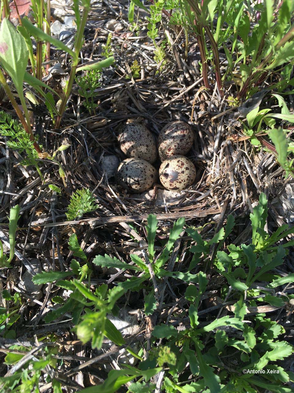 Spotted Sandpiper Nest GC Antonio GC | Natural Areas Notebook
