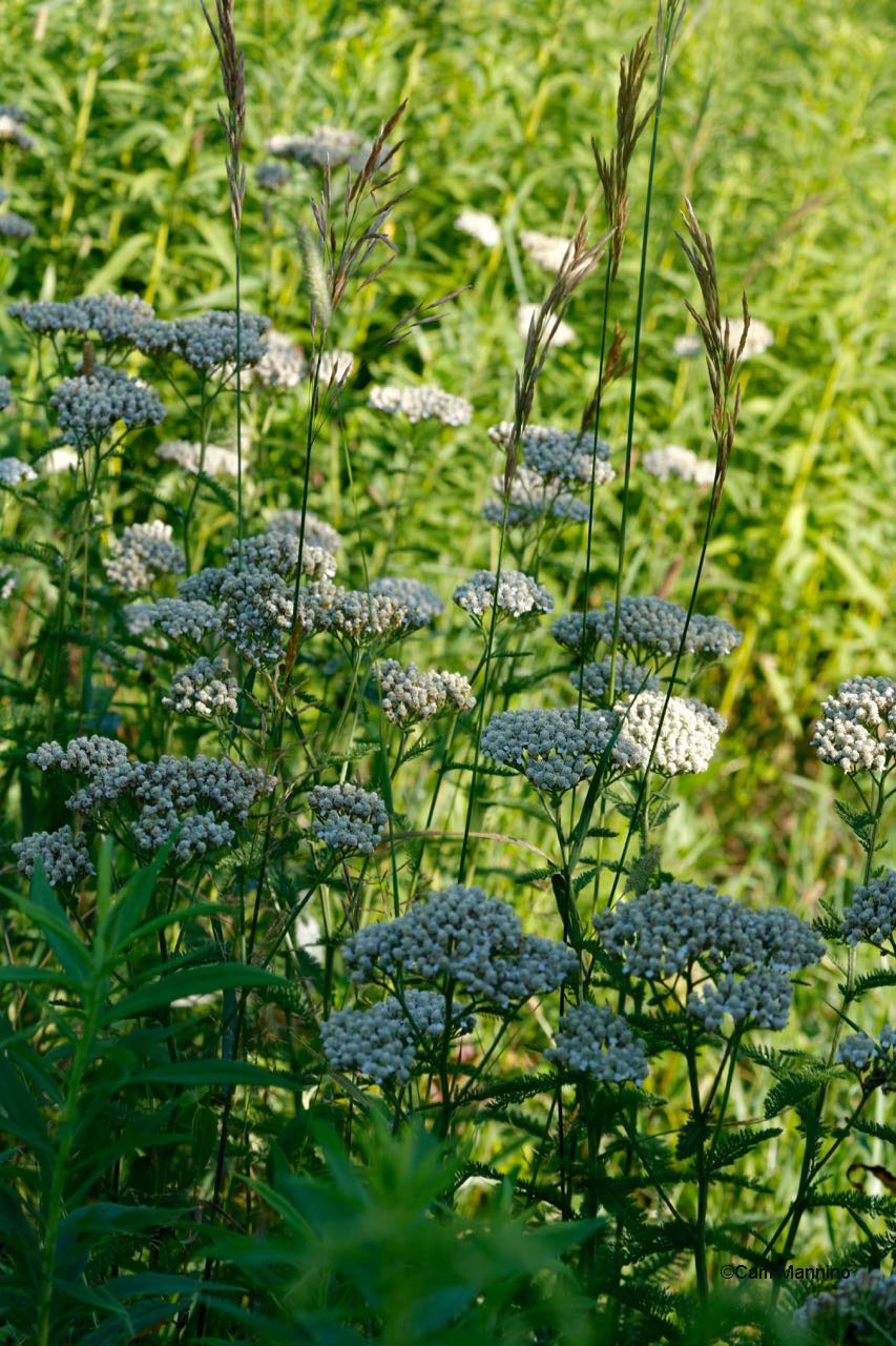 Yarrow GC (1) | Natural Areas Notebook