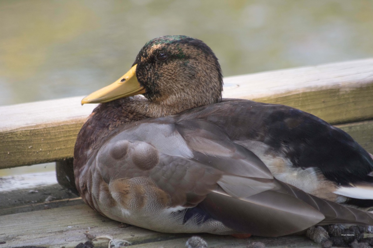 mallard-male-molting-closeup-bc-2 | Natural Areas Notebook