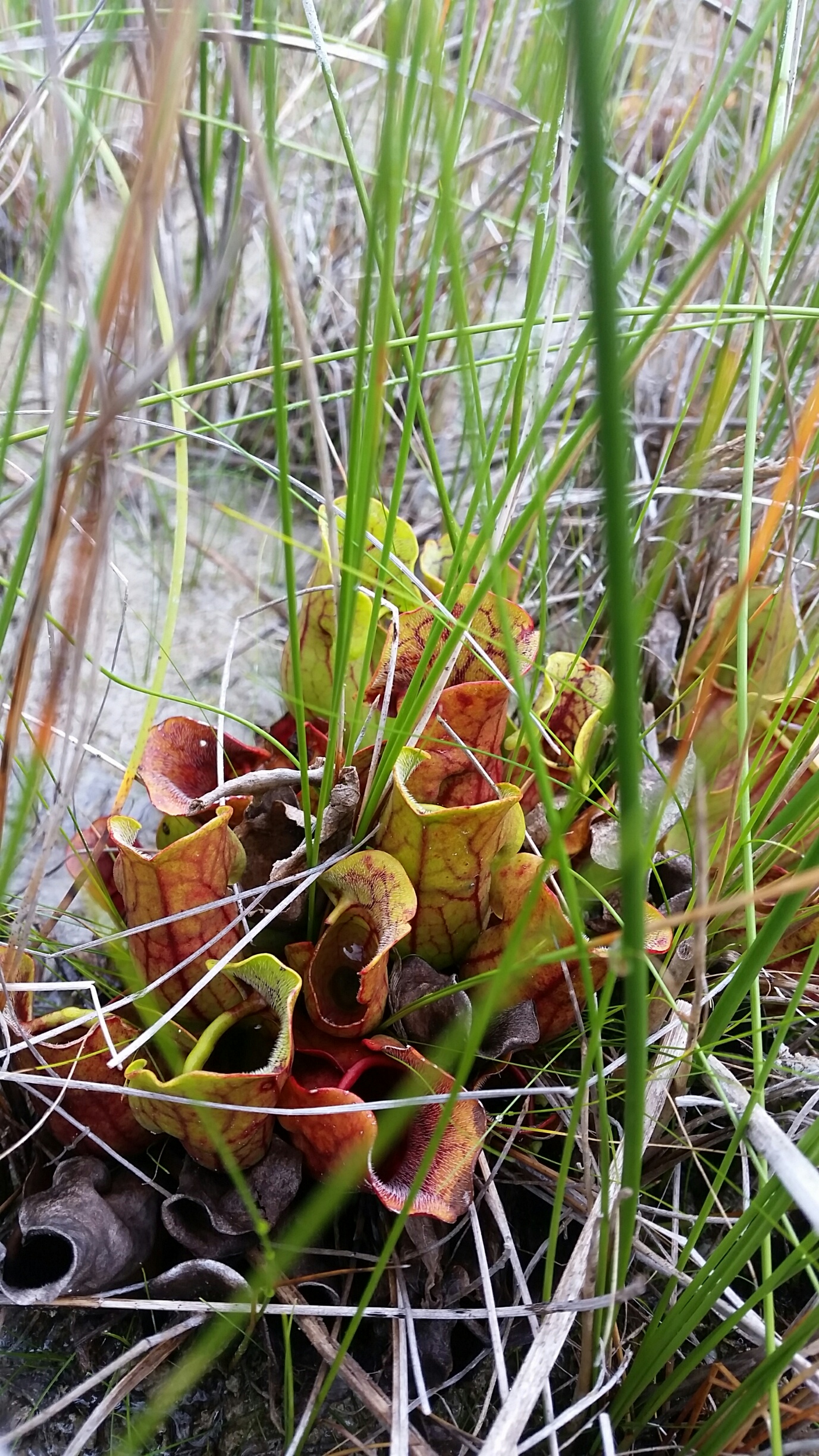 Pitcher Perfect | Natural Areas Notebook