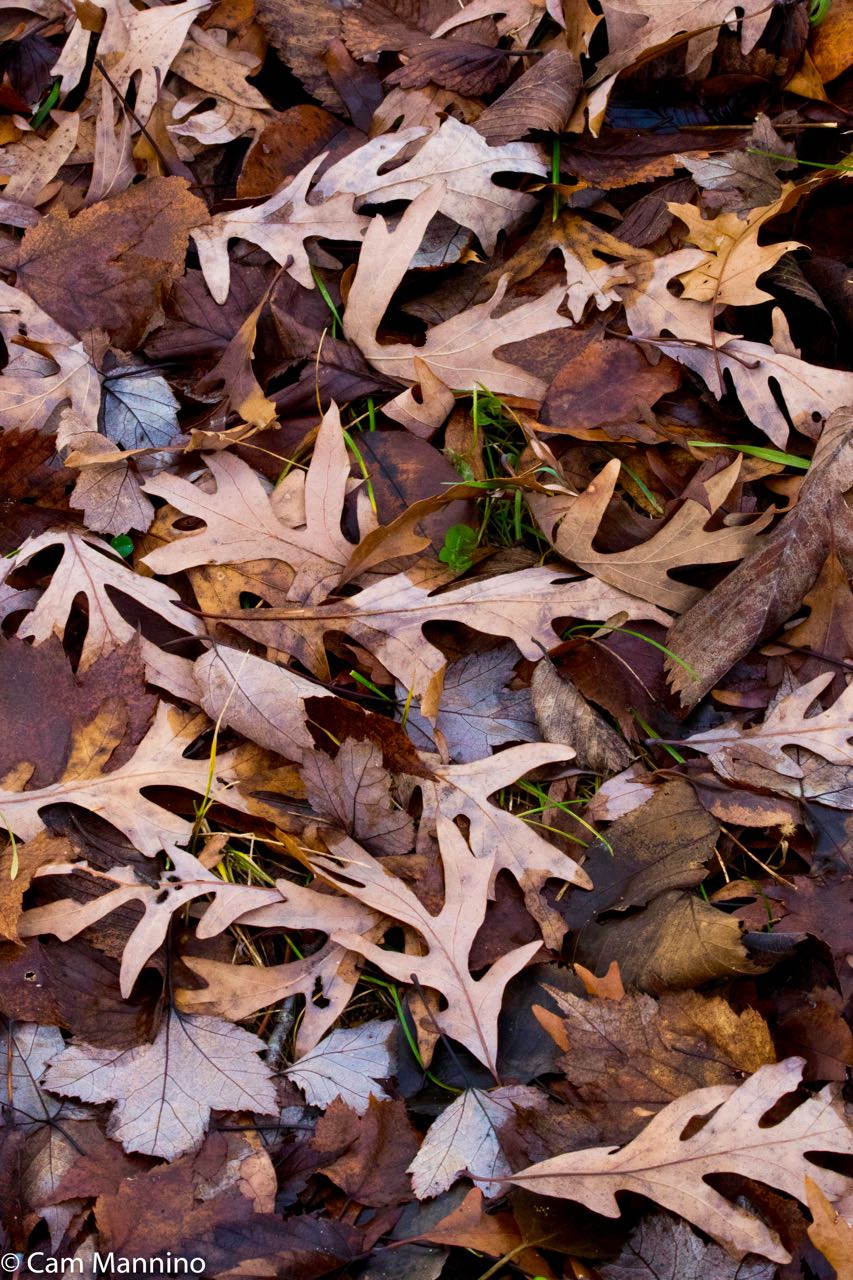 OUT AND ABOUT IN OAKLAND: Nature and Park Stewardship Working in ...