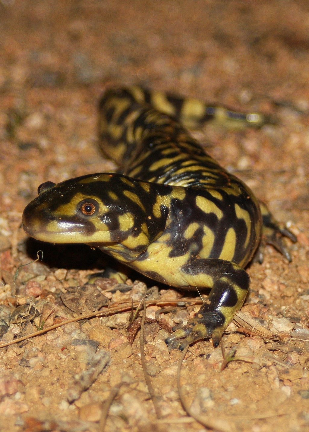 tiger-salamander-cc-not-my-photo | Natural Areas Notebook