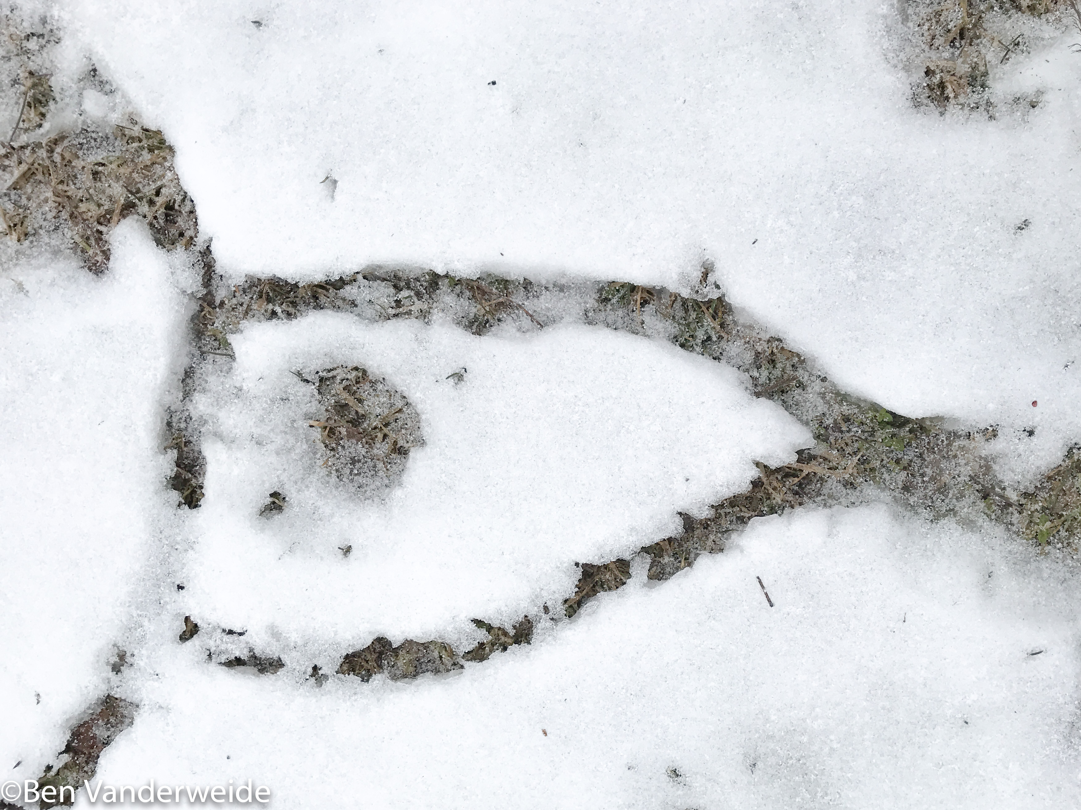 Mouse tunnels Cl | Natural Areas Notebook