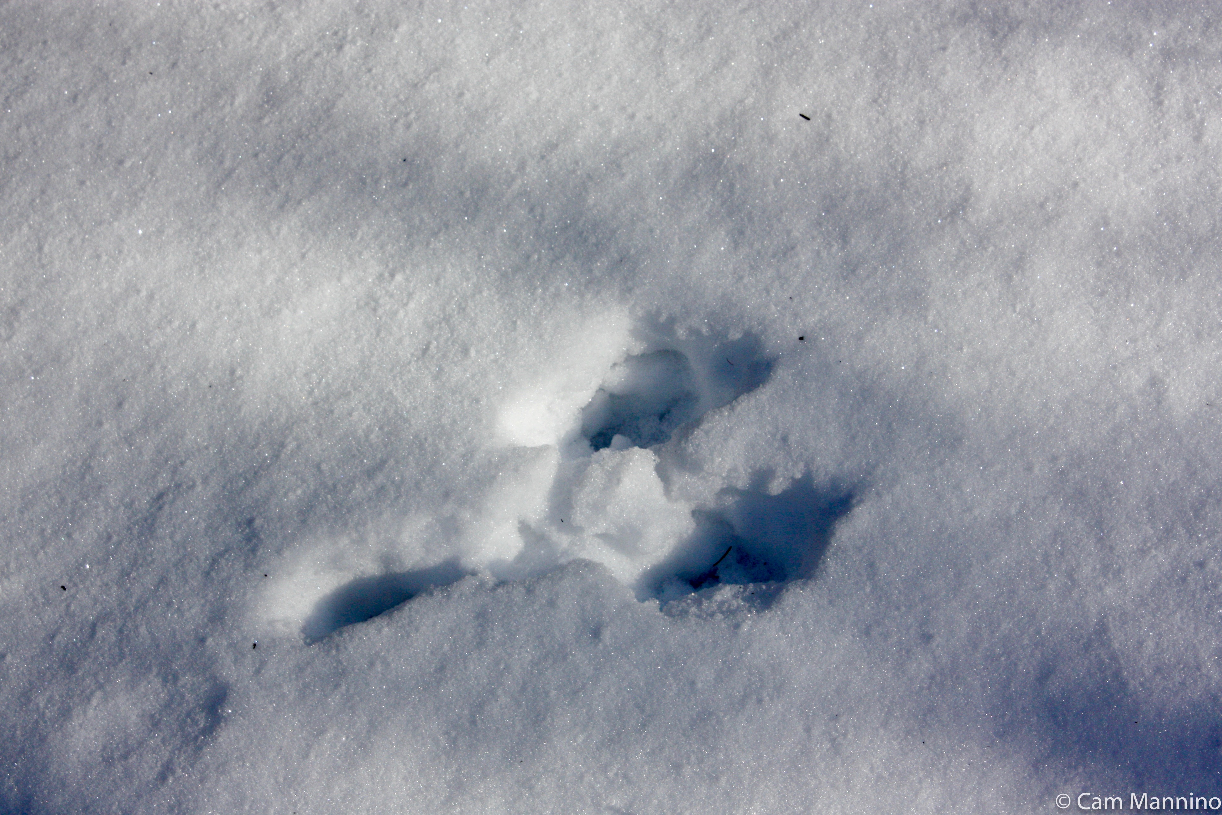 Rabbit track closeup | Natural Areas Notebook