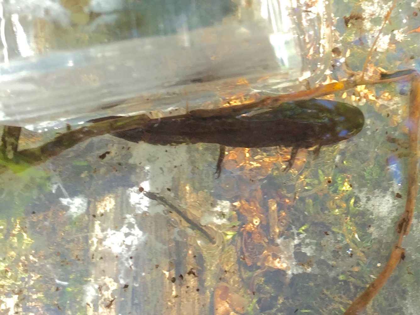 Vernal Pools: A Wetland Wonderland | Natural Areas Notebook