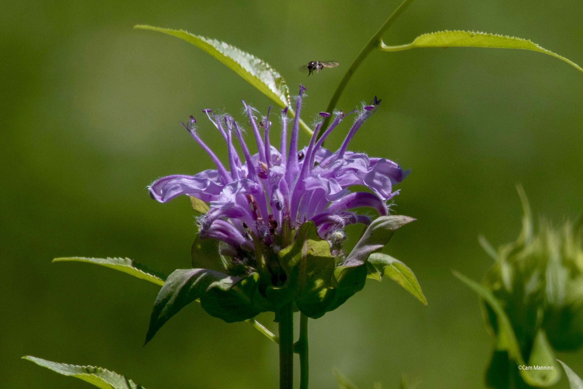Native Plants: Turning My “Green Desert” Lawn into Humming, Fluttering ...