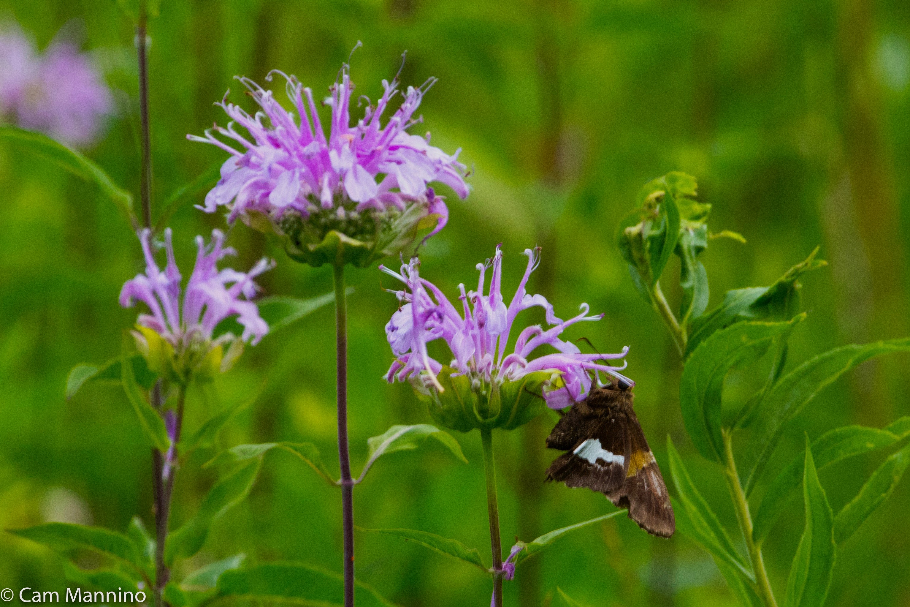 Native Plants: Turning My “Green Desert” Lawn into Humming, Fluttering ...