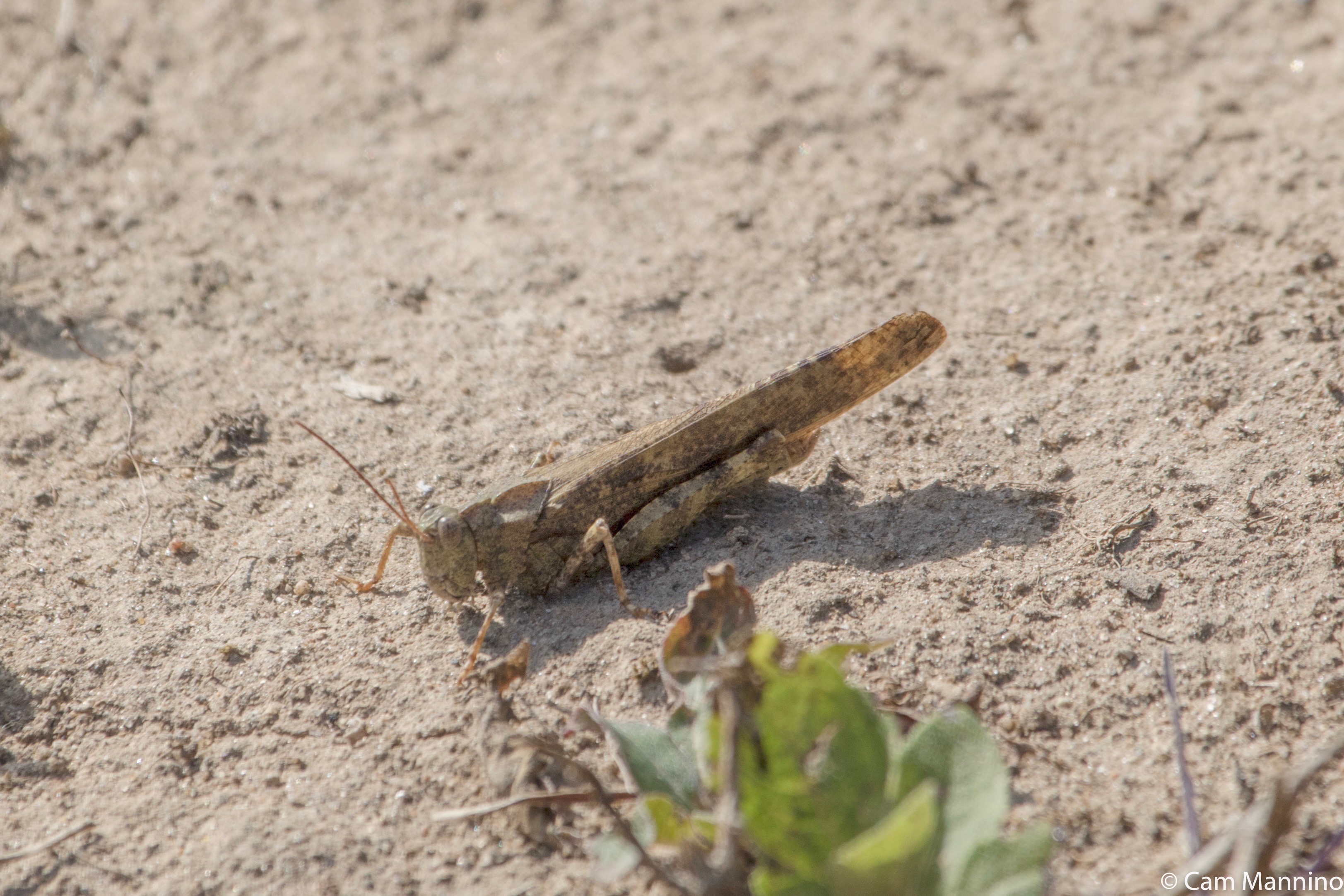 Carolina locust Ilsley | Natural Areas Notebook