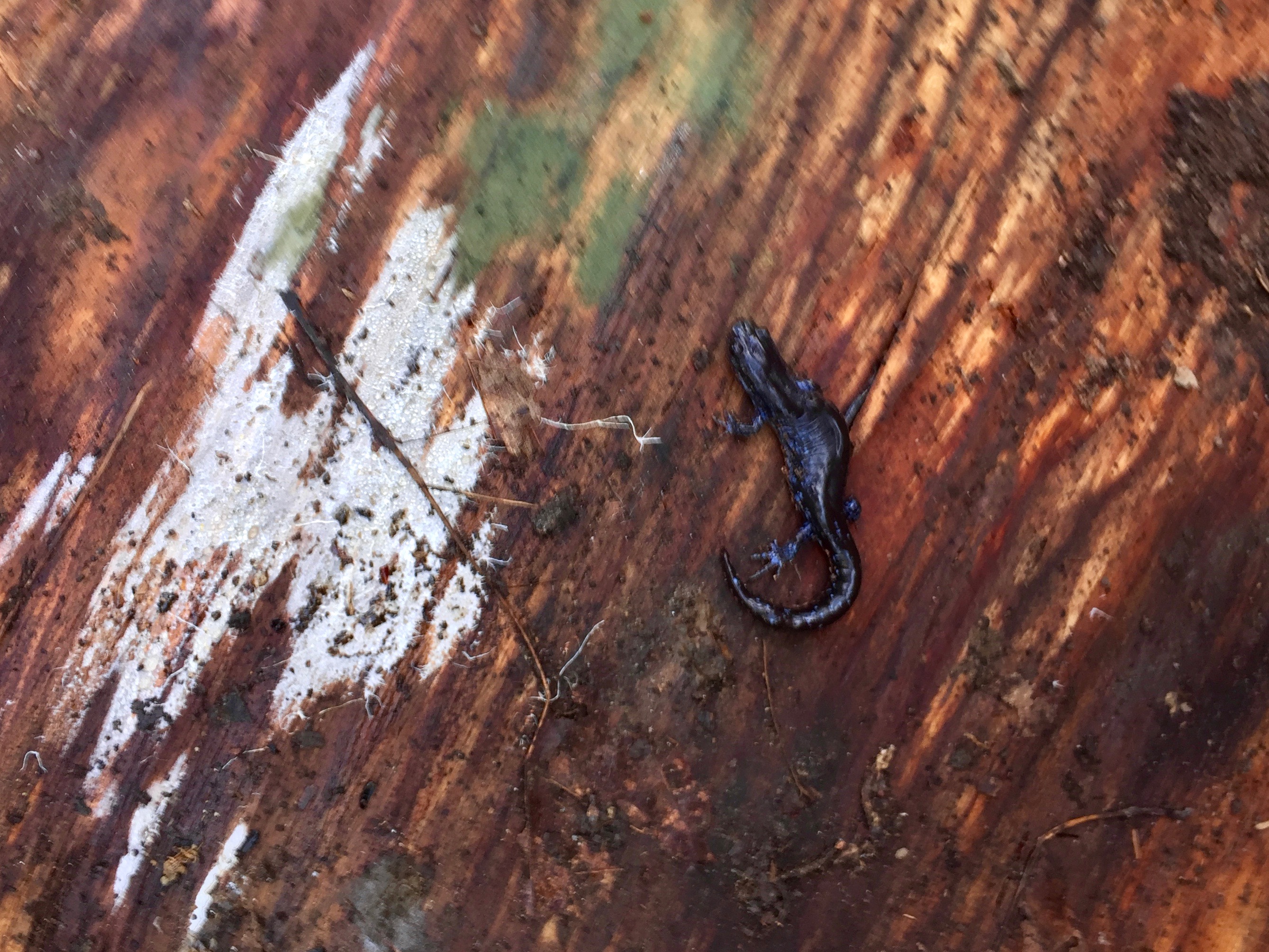 Blue-spotted salamander baby | Natural Areas Notebook