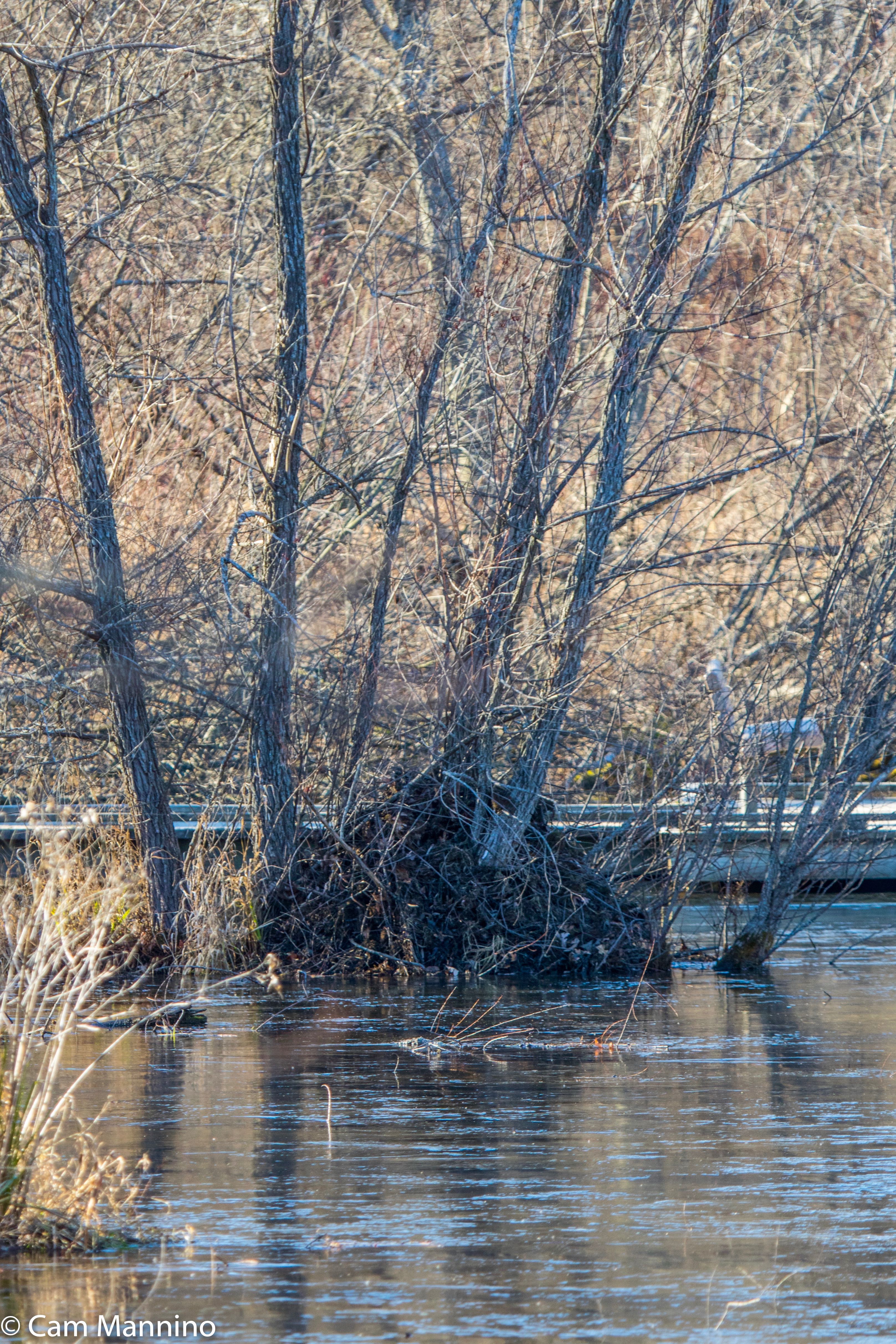 Muskrat push-up among trees BC (1) | Natural Areas Notebook
