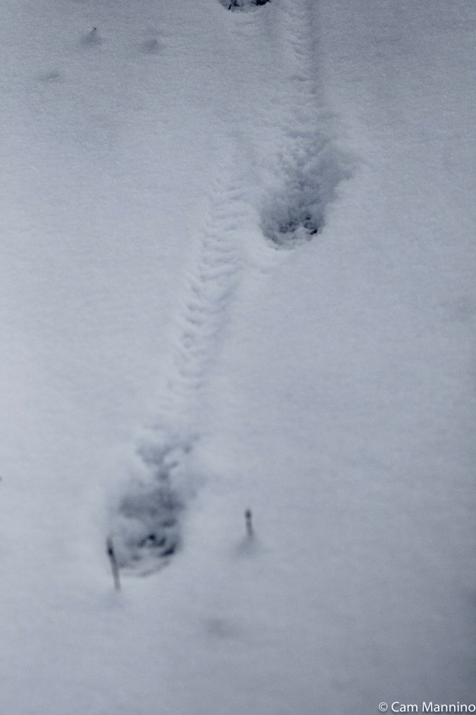 Coyote tracks closeup tail drag? | Natural Areas Notebook