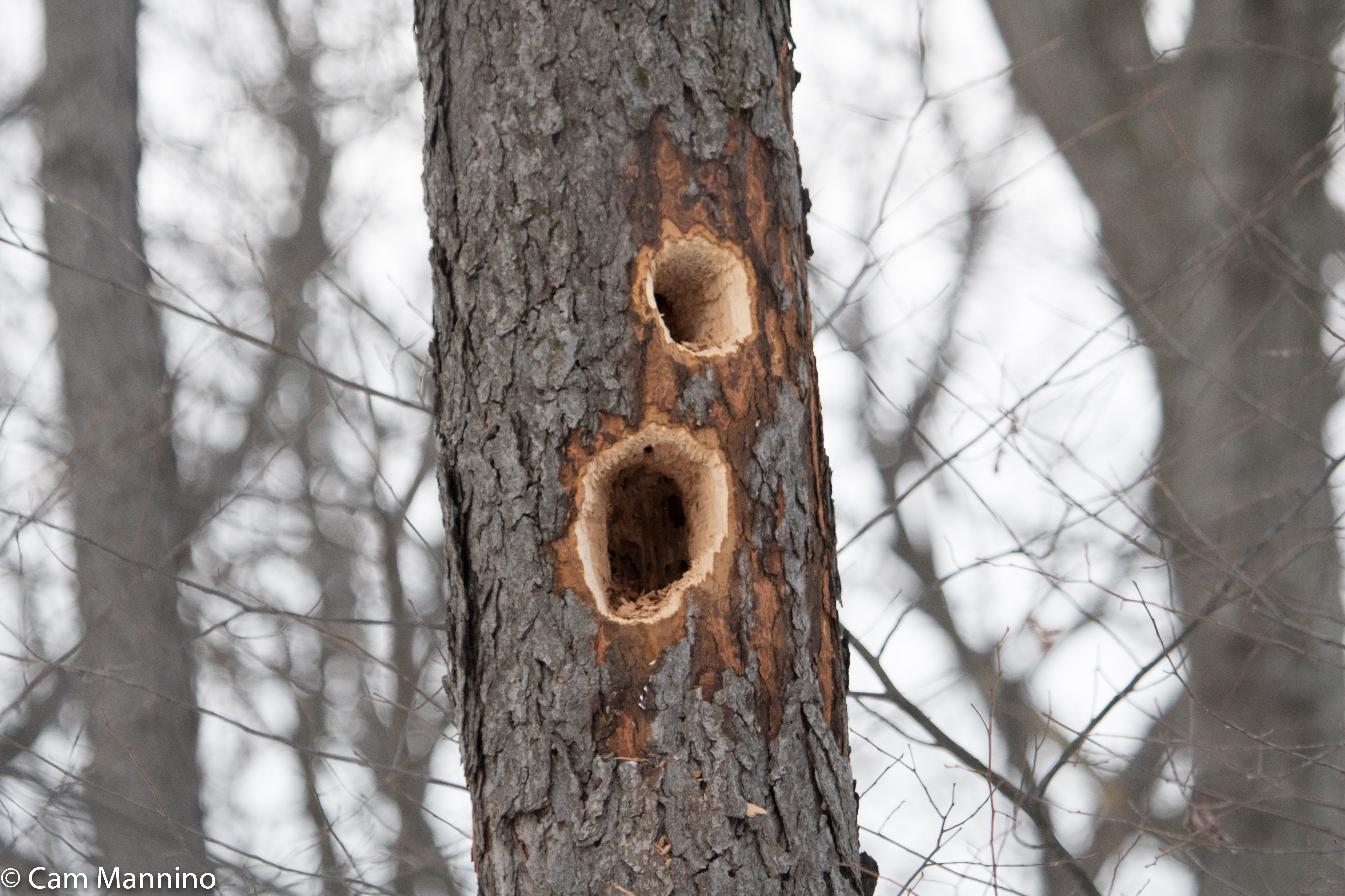 Pileated Woodpecker Holes