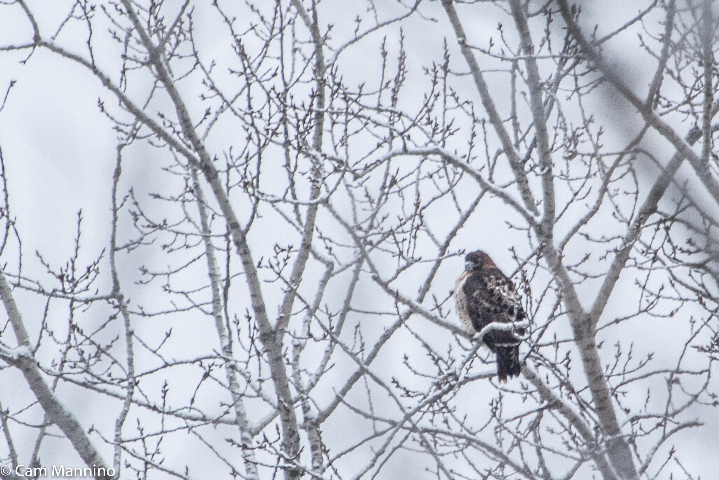 Red-tailed Hawk BC | Natural Areas Notebook