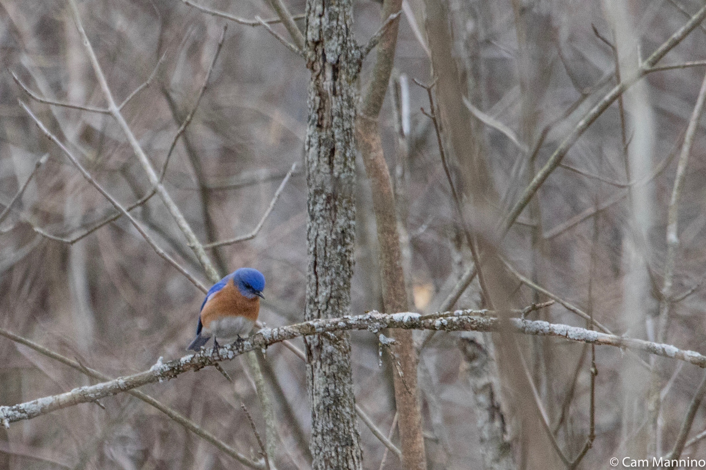 Bluebird watching | Natural Areas Notebook