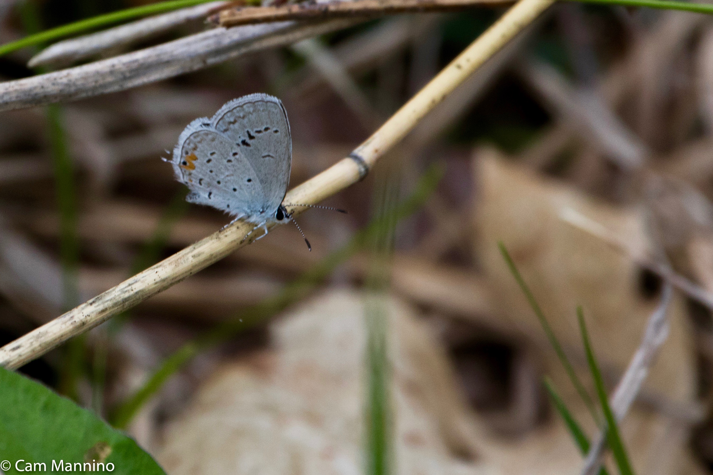 Spring Azure butterfly | Natural Areas Notebook