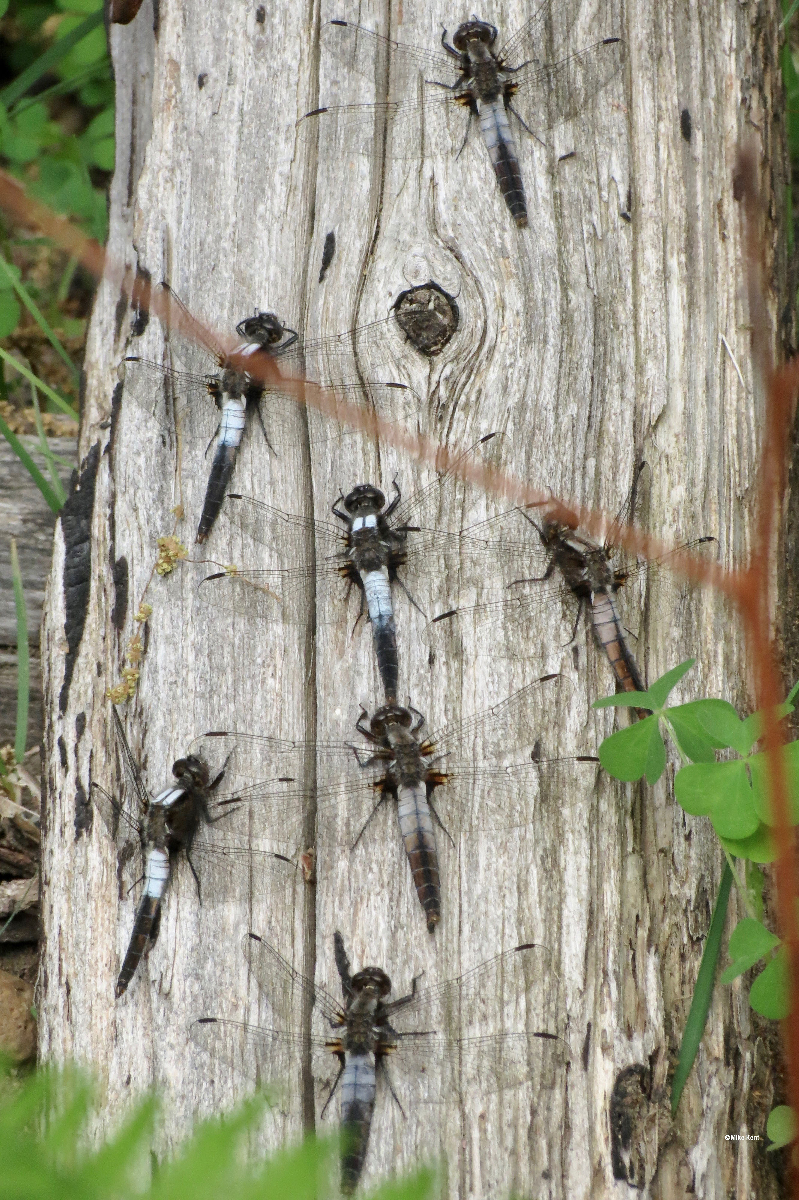 PHOTOS OF THE WEEK: Flying Insects Gregarious and Nefarious! | Natural ...