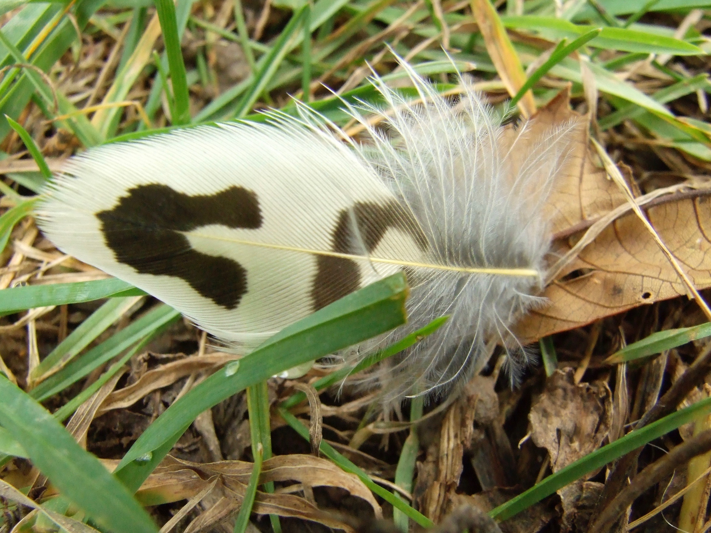 Photos of the Week: Prepping for Change – the Fall Molt | Natural Areas ...