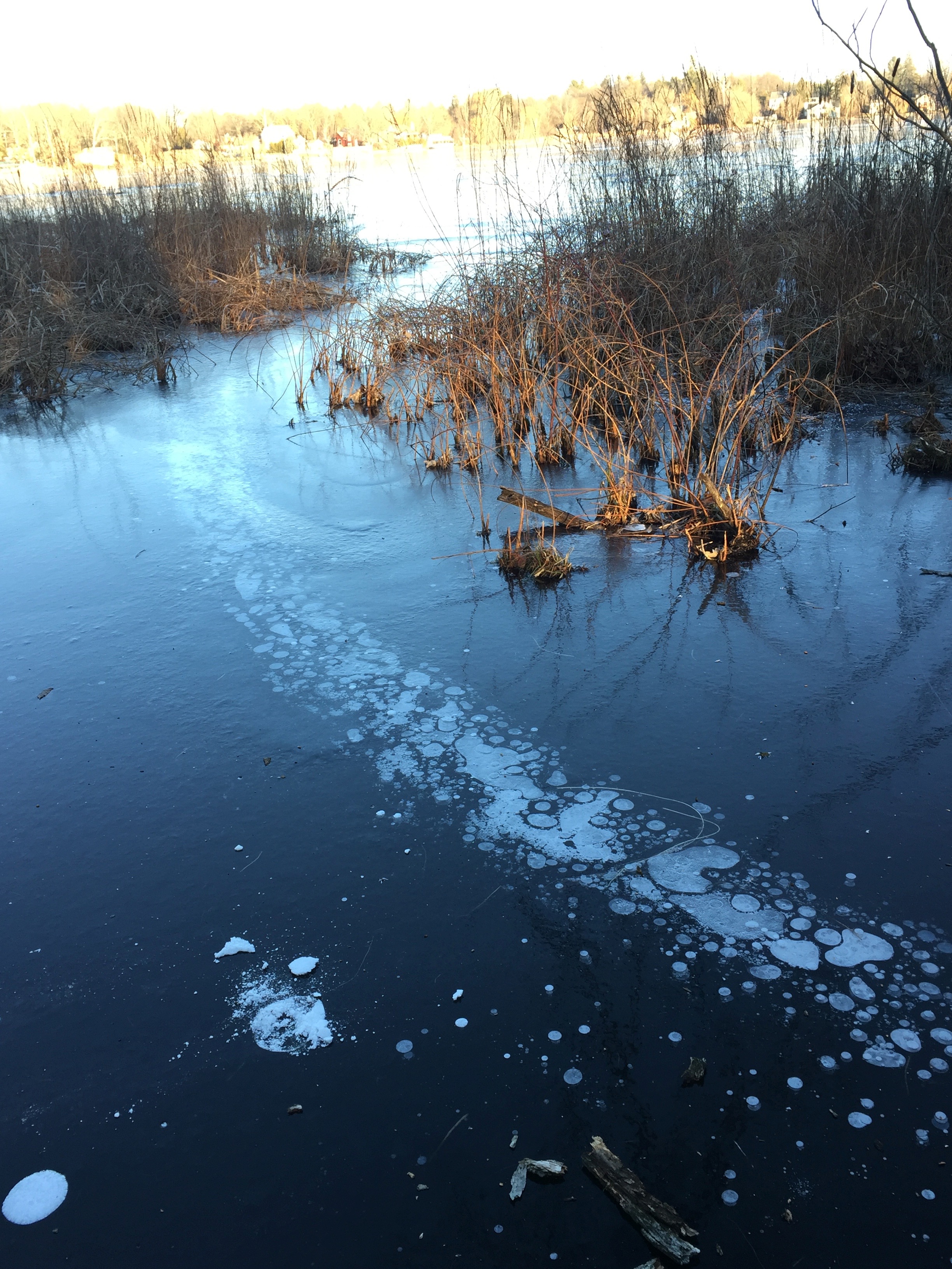 A Beaver in Residence at Cranberry Lake Park | Natural Areas Notebook
