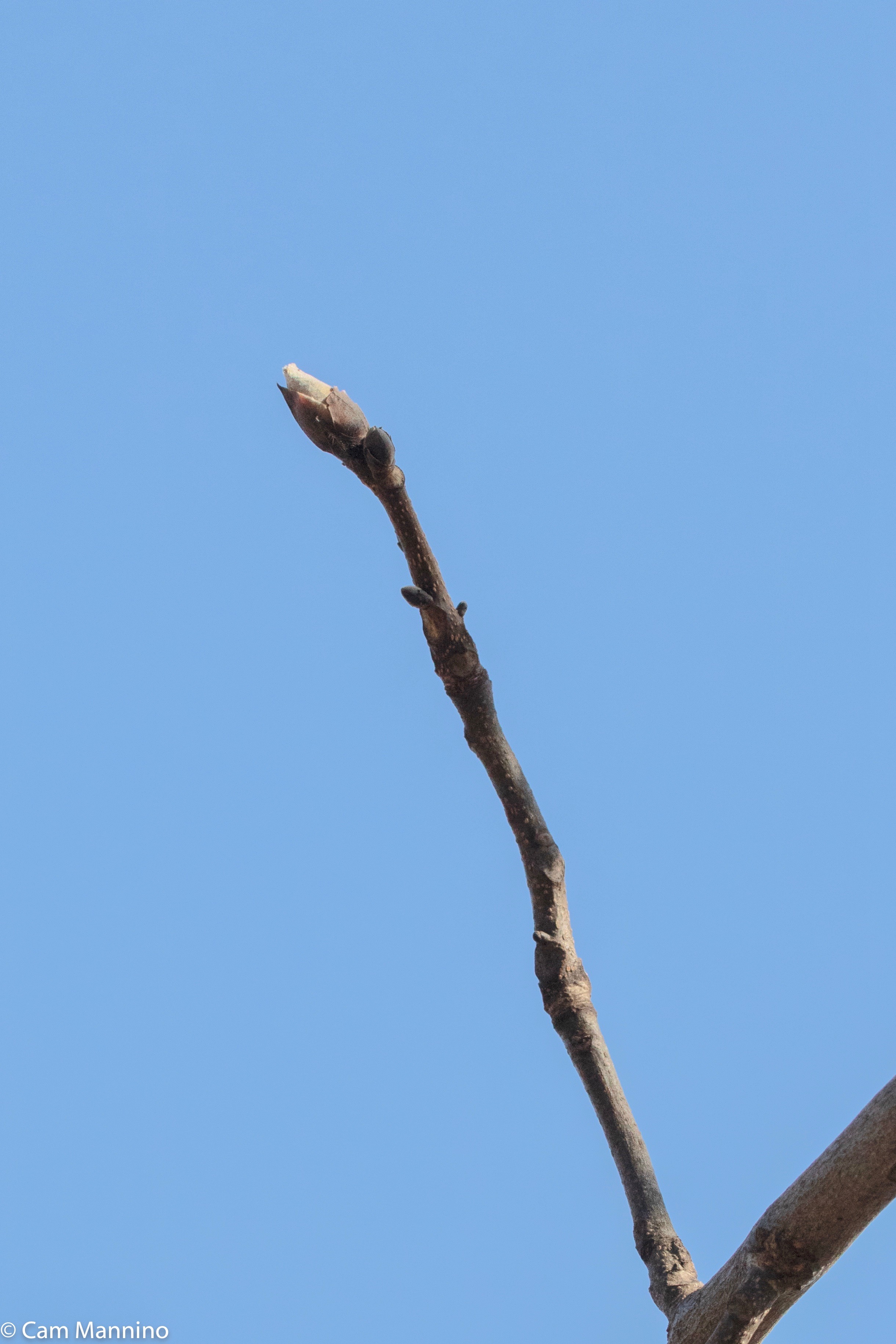 Shagbark Hickory bud | Natural Areas Notebook