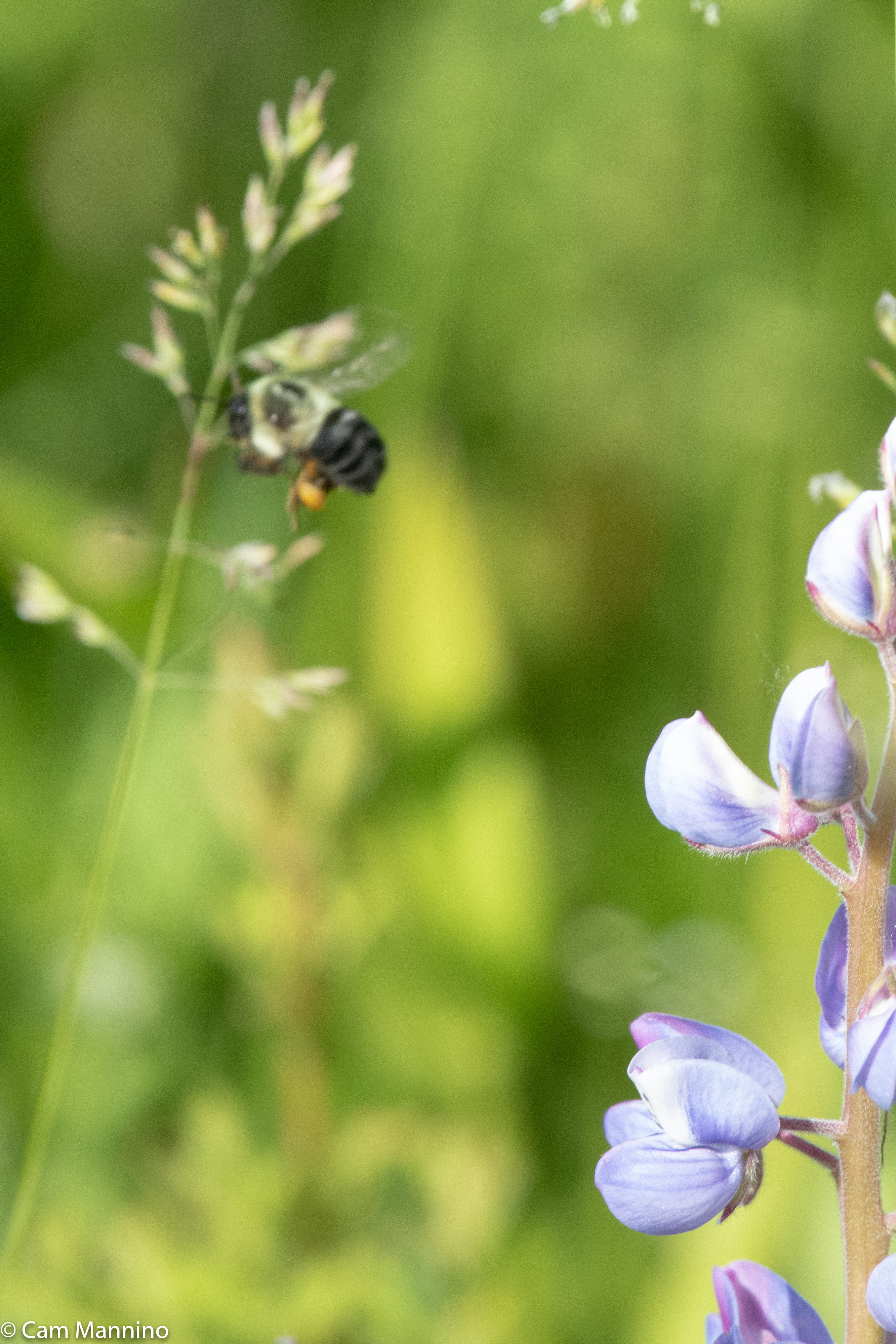 Bumblebee flies with pollen in pockets | Natural Areas Notebook