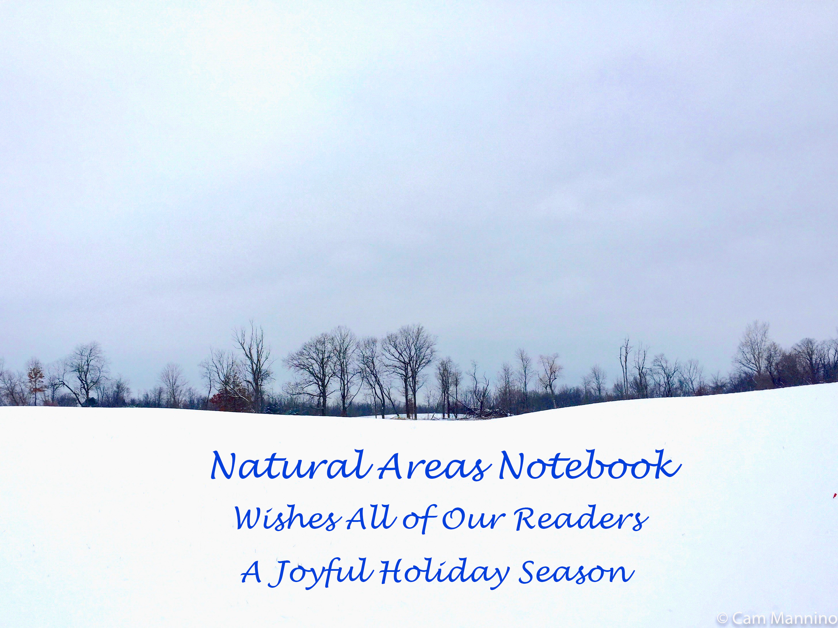 Tree Line Between Prairies Ilsley | Natural Areas Notebook