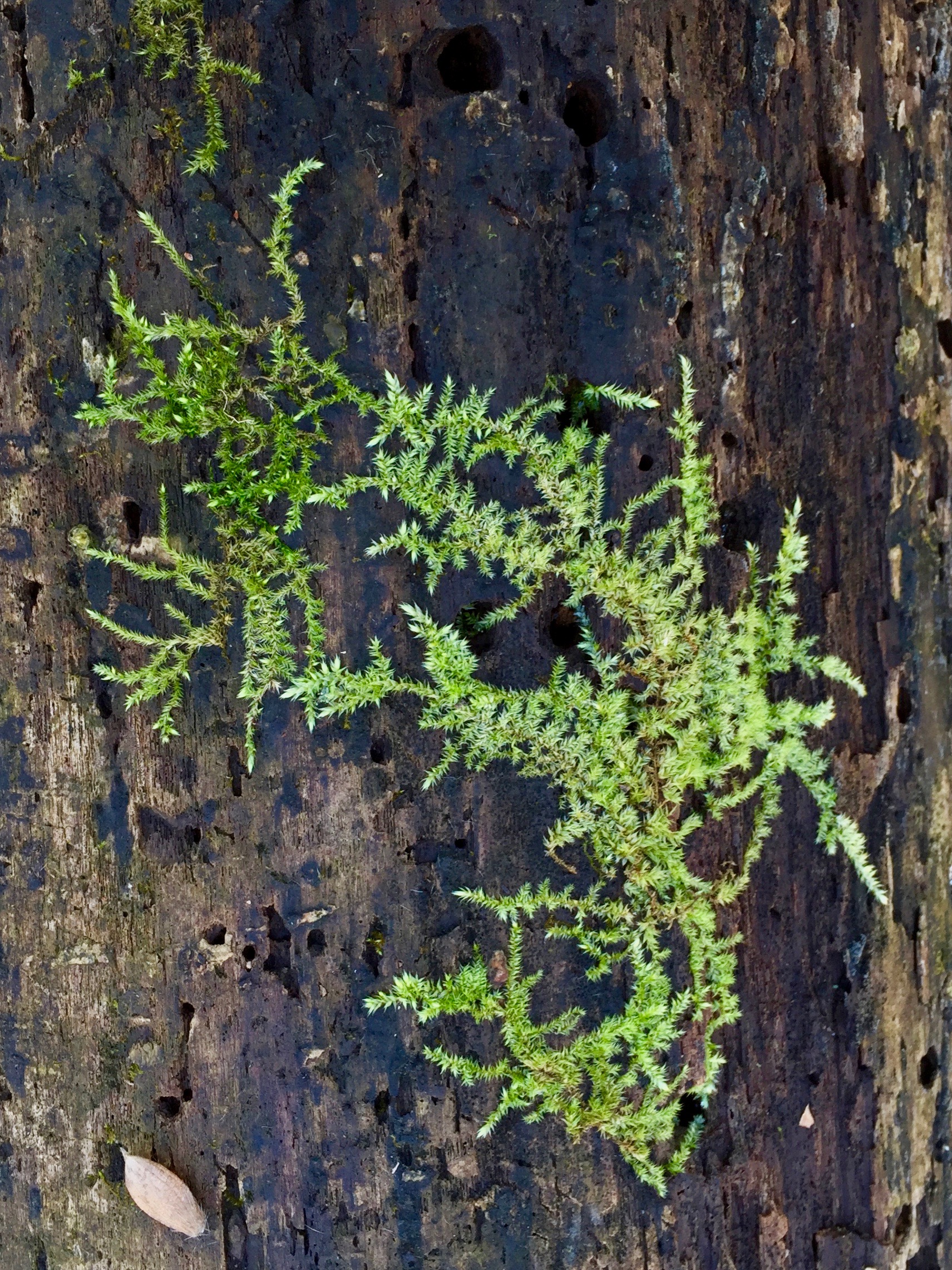 Moss BC | Natural Areas Notebook