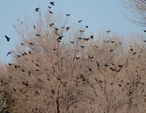 The Case for Crows: Bright, Sociable Homebodies | Natural Areas Notebook