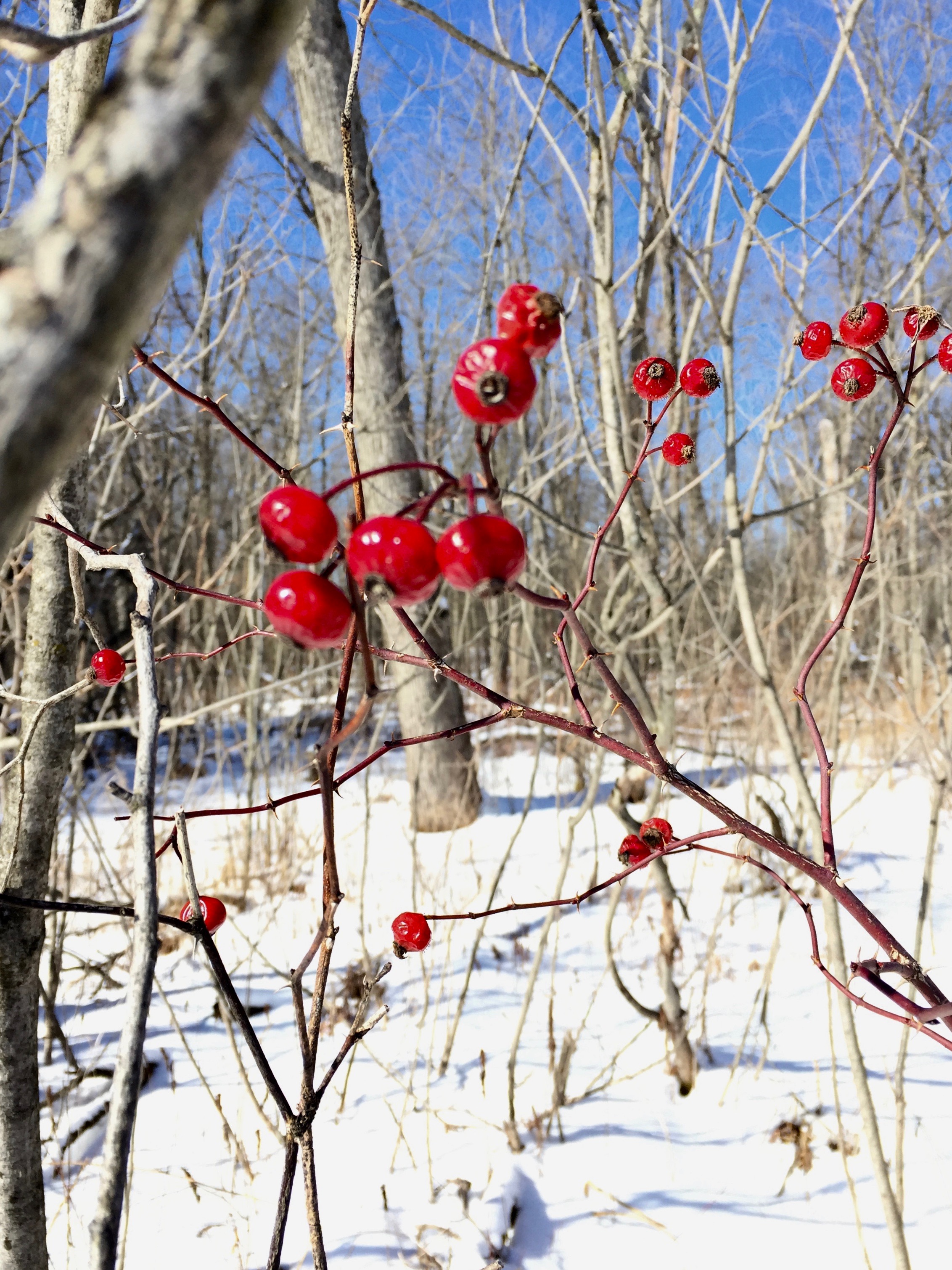 Swamp Rose hips near Cranberry Lake | Natural Areas Notebook