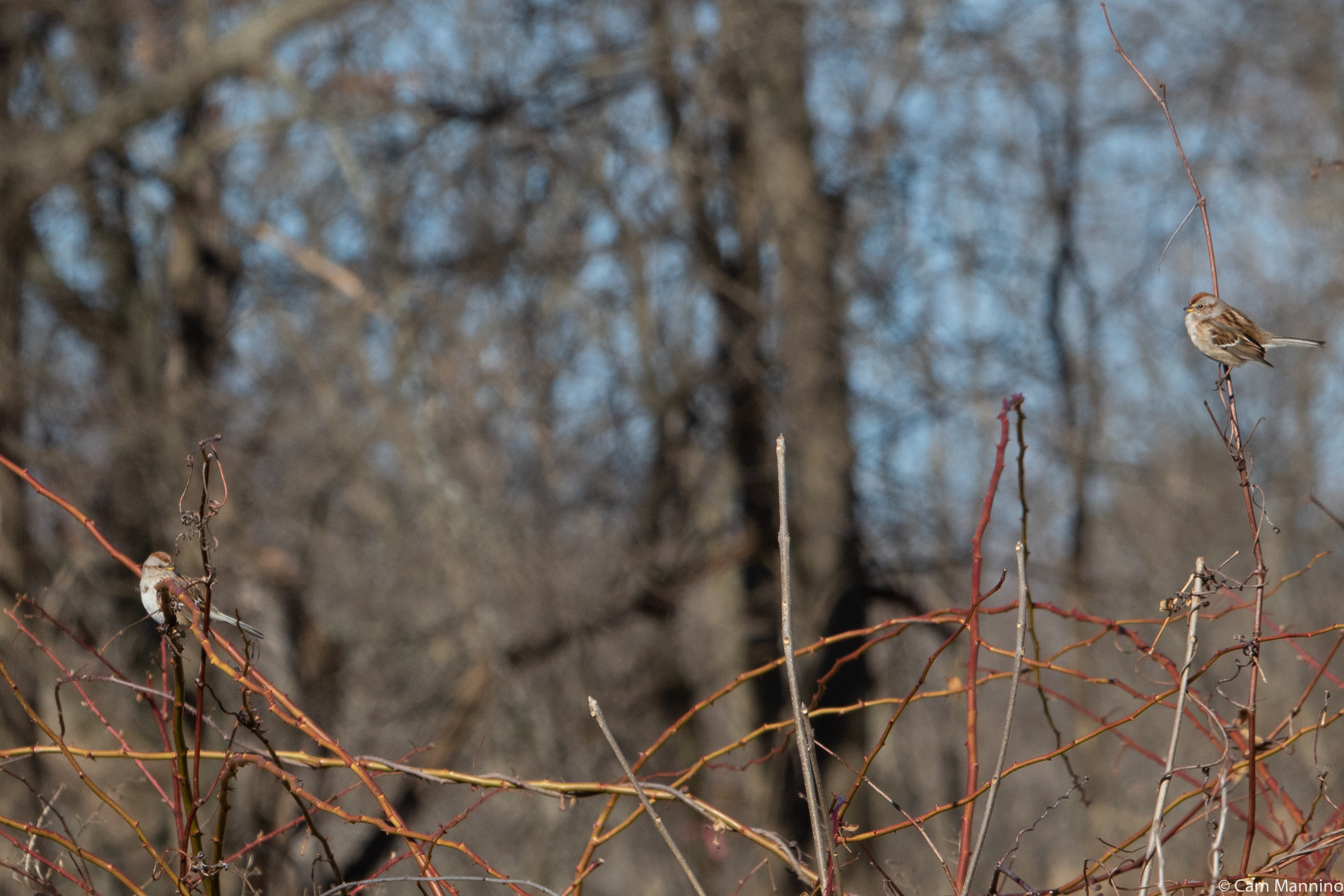 Two tree sparrows Ilsley (1) | Natural Areas Notebook