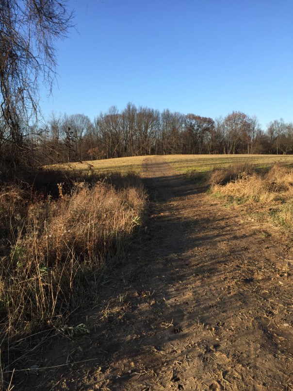 Watershed Ridge: Changes Afoot! | Natural Areas Notebook