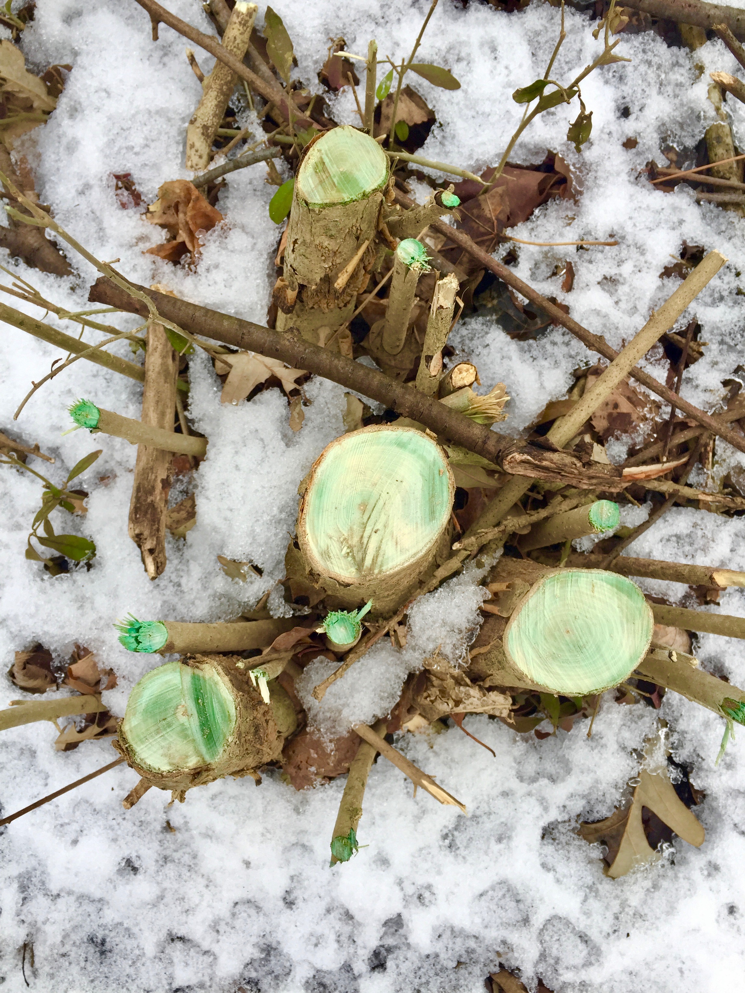 invasive-shrub-stumps-treated-to-prevent-resprouting | Natural Areas ...