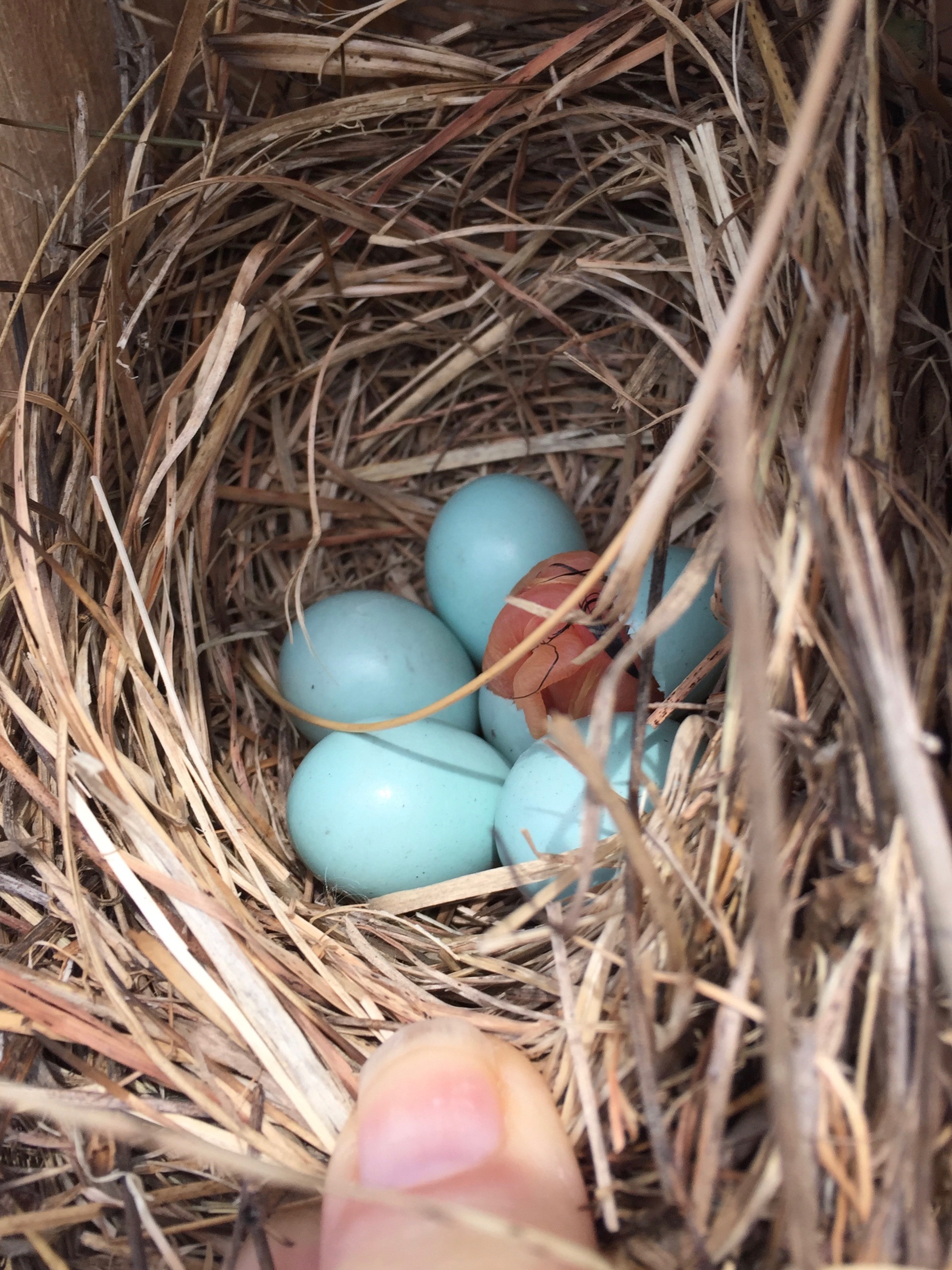 Eight-spotted Forester Moth | Natural Areas Notebook