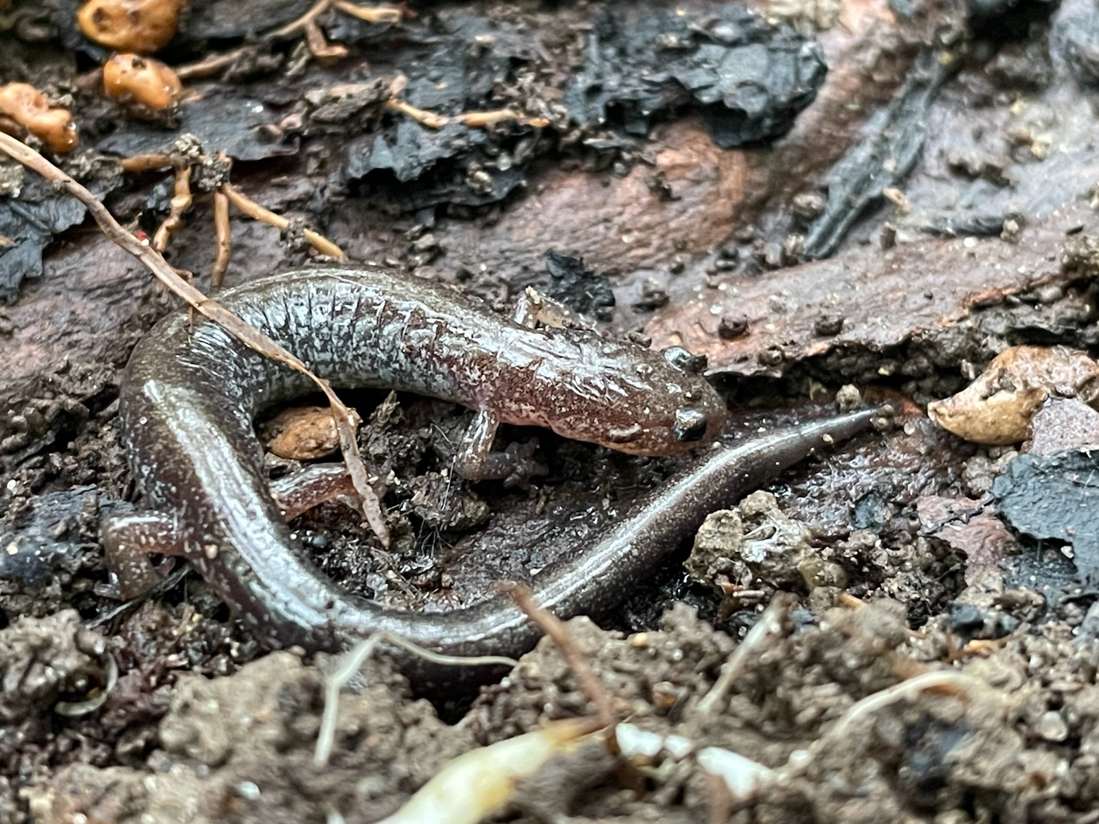 Vernal Pools: A Wetland Wonderland | Natural Areas Notebook