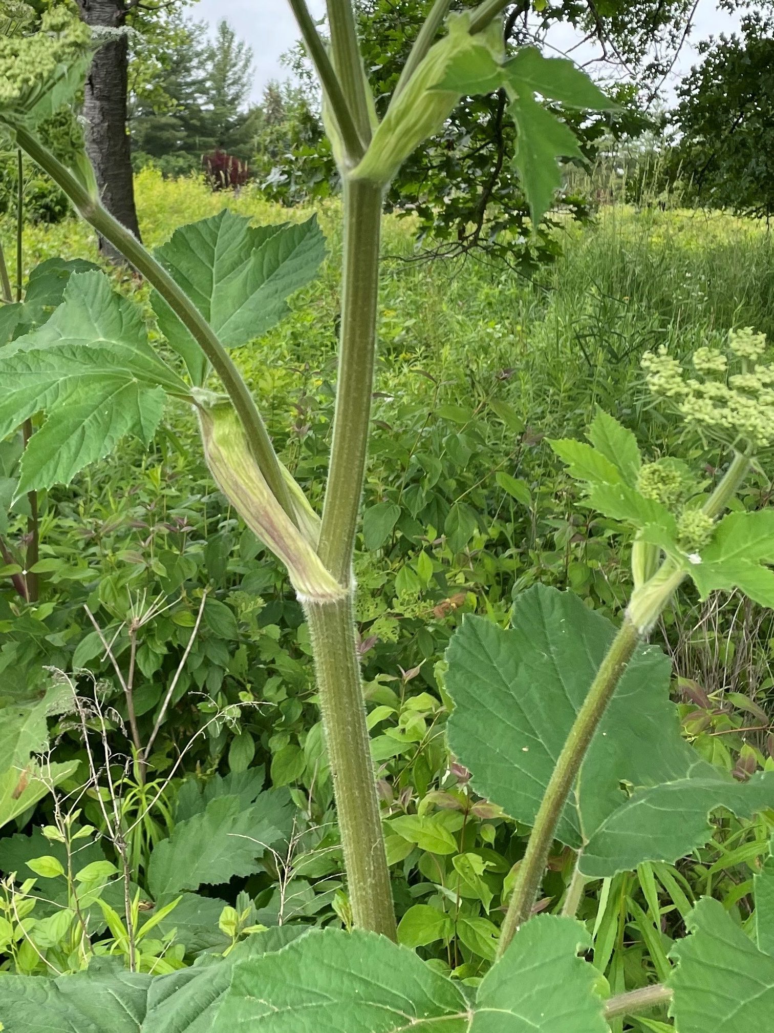 Cow parsnip: Important Native or Nemesis? | Natural Areas Notebook