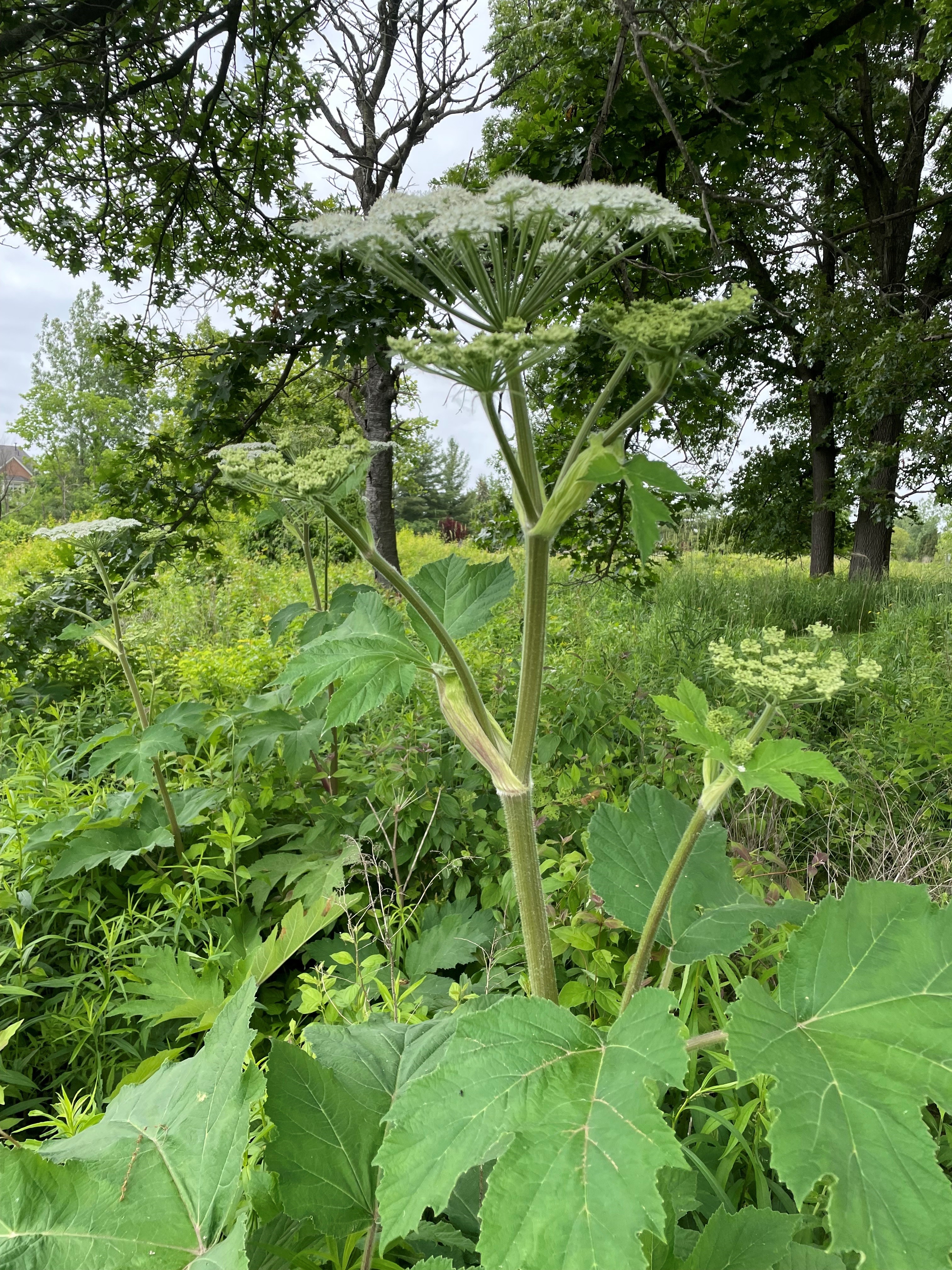 Cow parsnip: Important Native or Nemesis? | Natural Areas Notebook