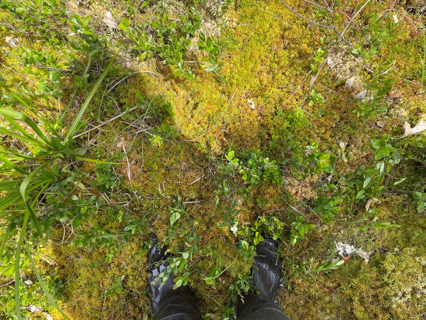 Bogs: The Peculiar Land of Sphagnum Moss | Natural Areas Notebook