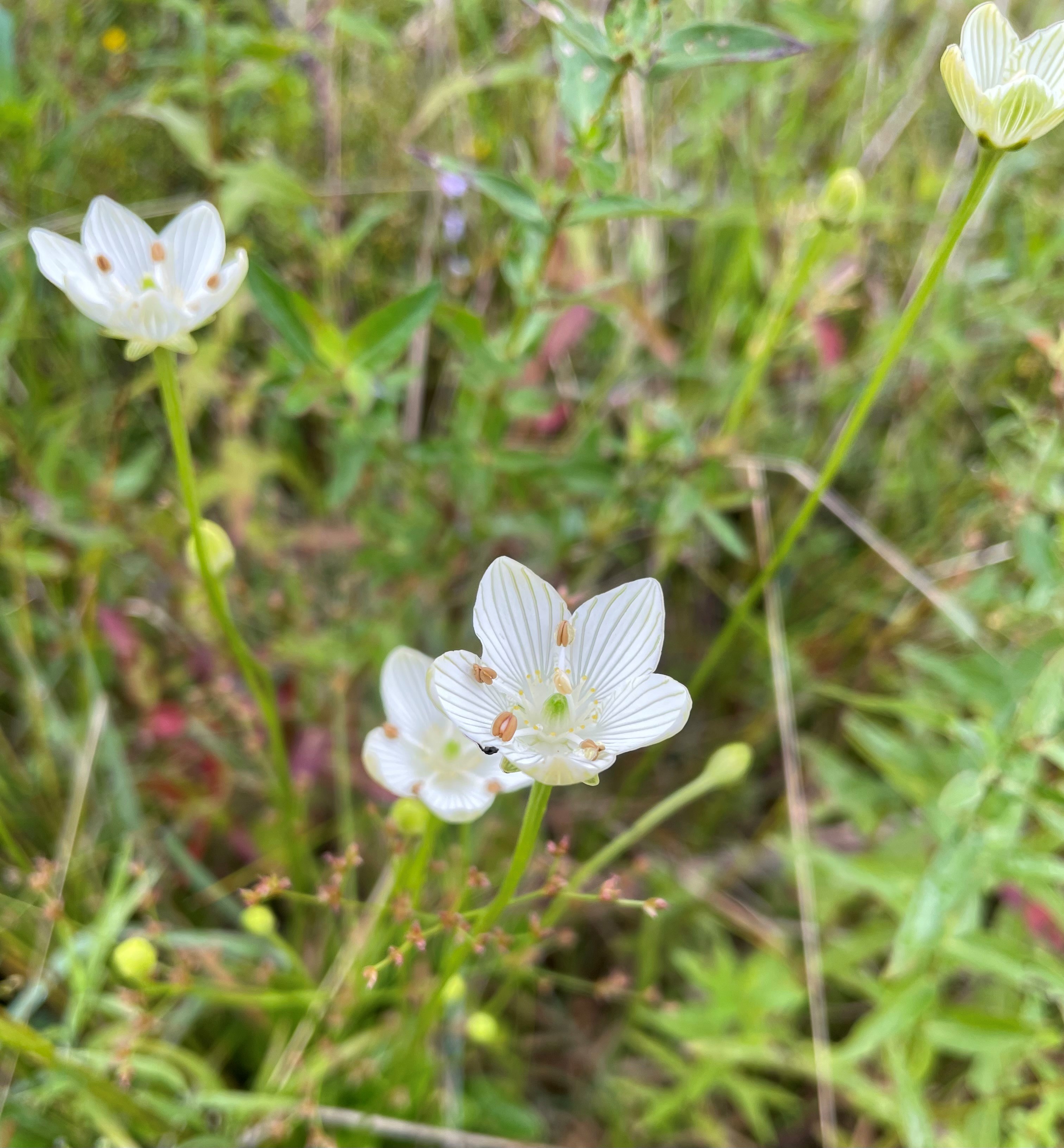 Prairie Fen Series – Recognizing a Fen Neighbor | Natural Areas Notebook