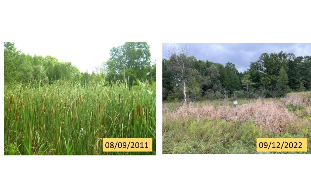 Prairie Fen Series – Being a Prairie Fen Steward | Natural Areas Notebook